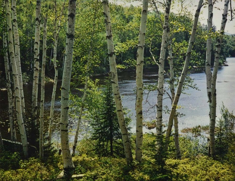 How Eliot Porter Captured Nature’s Most Intimate Landscapes · Urth Magazine