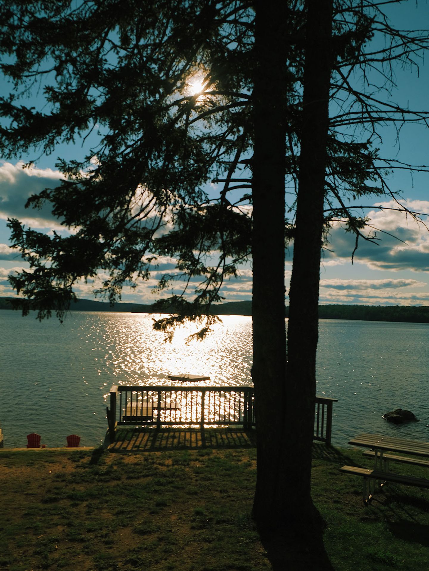 Photography and Forest Bathing: Capturing Nature's Essence · Urth Magazine