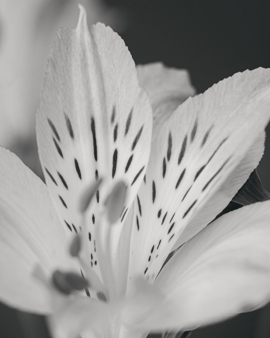 A Complete Guide to Using Lens Mount Adapters · Urth Magazine