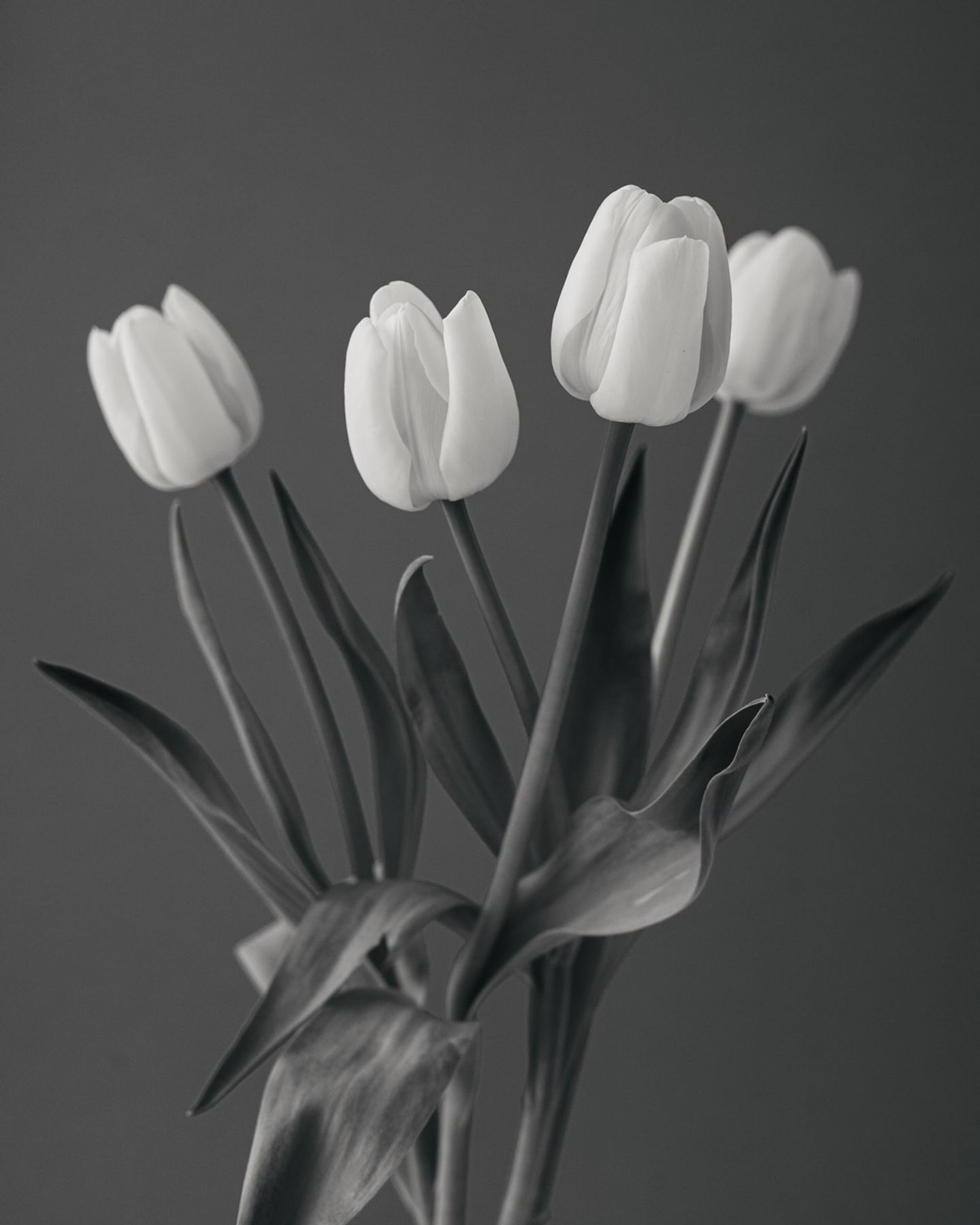 A Complete Guide to Using Lens Mount Adapters · Urth Magazine