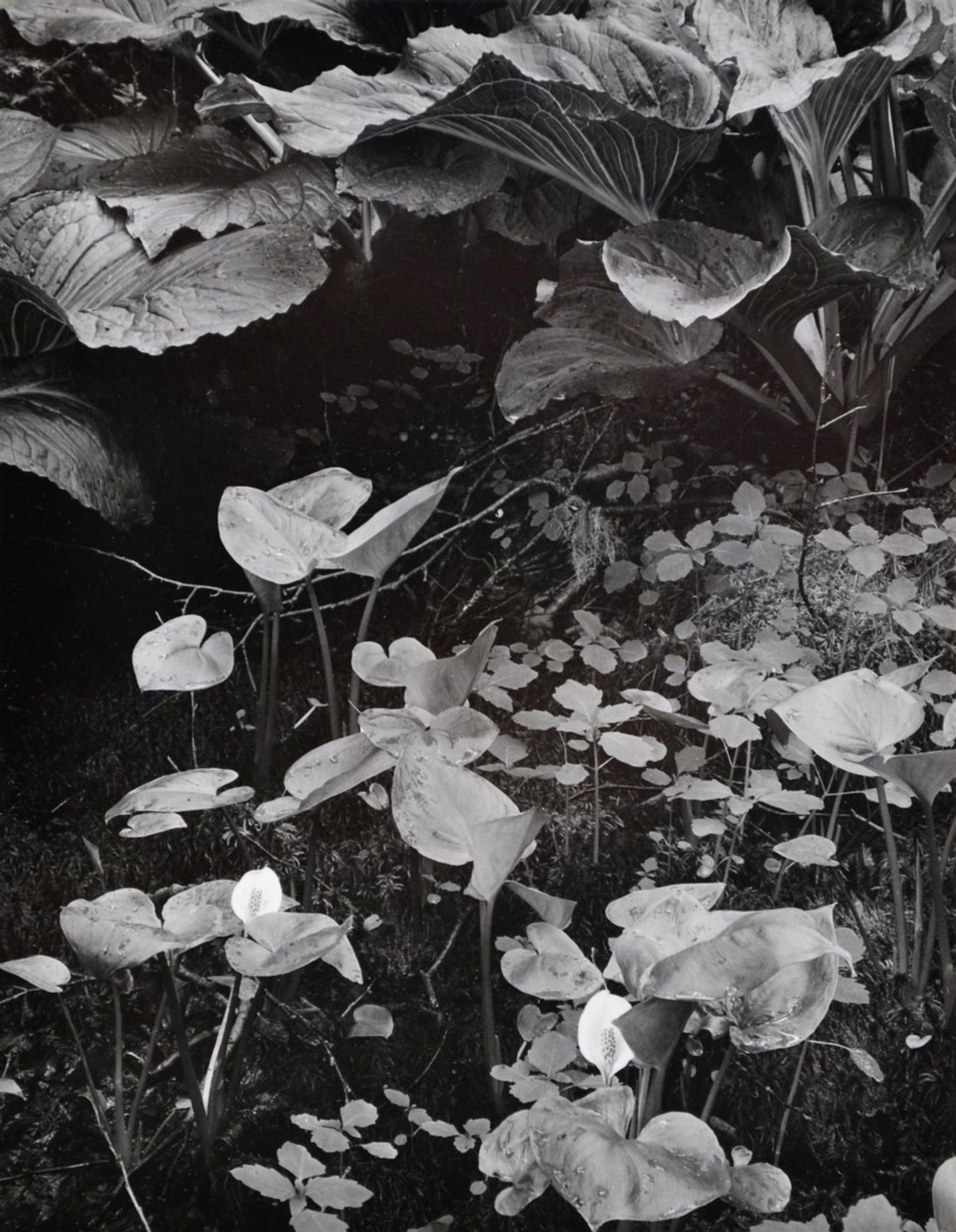 How Eliot Porter Captured Nature’s Most Intimate Landscapes · Urth Magazine