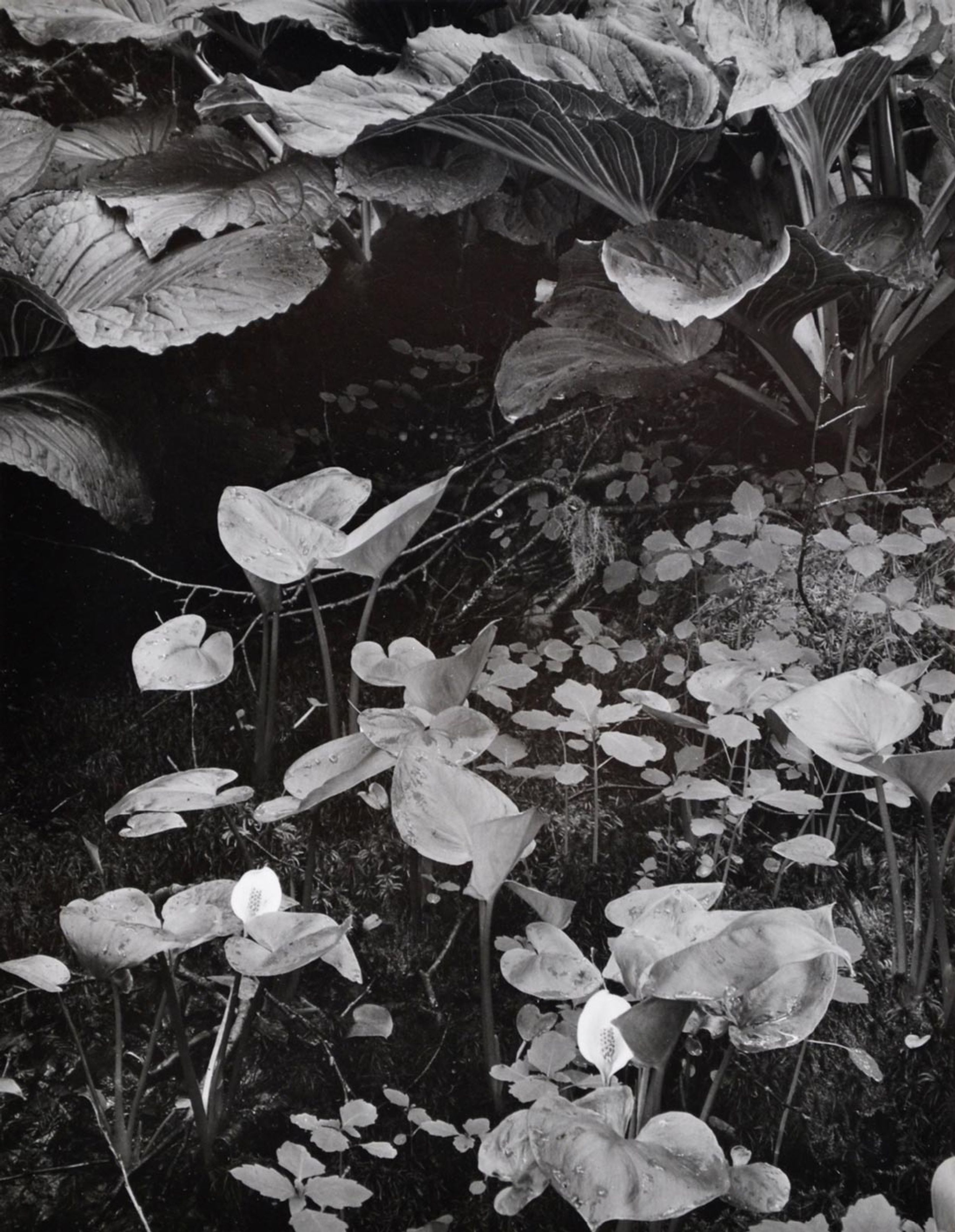 How Eliot Porter Captured Nature’s Most Intimate Landscapes · Urth Magazine