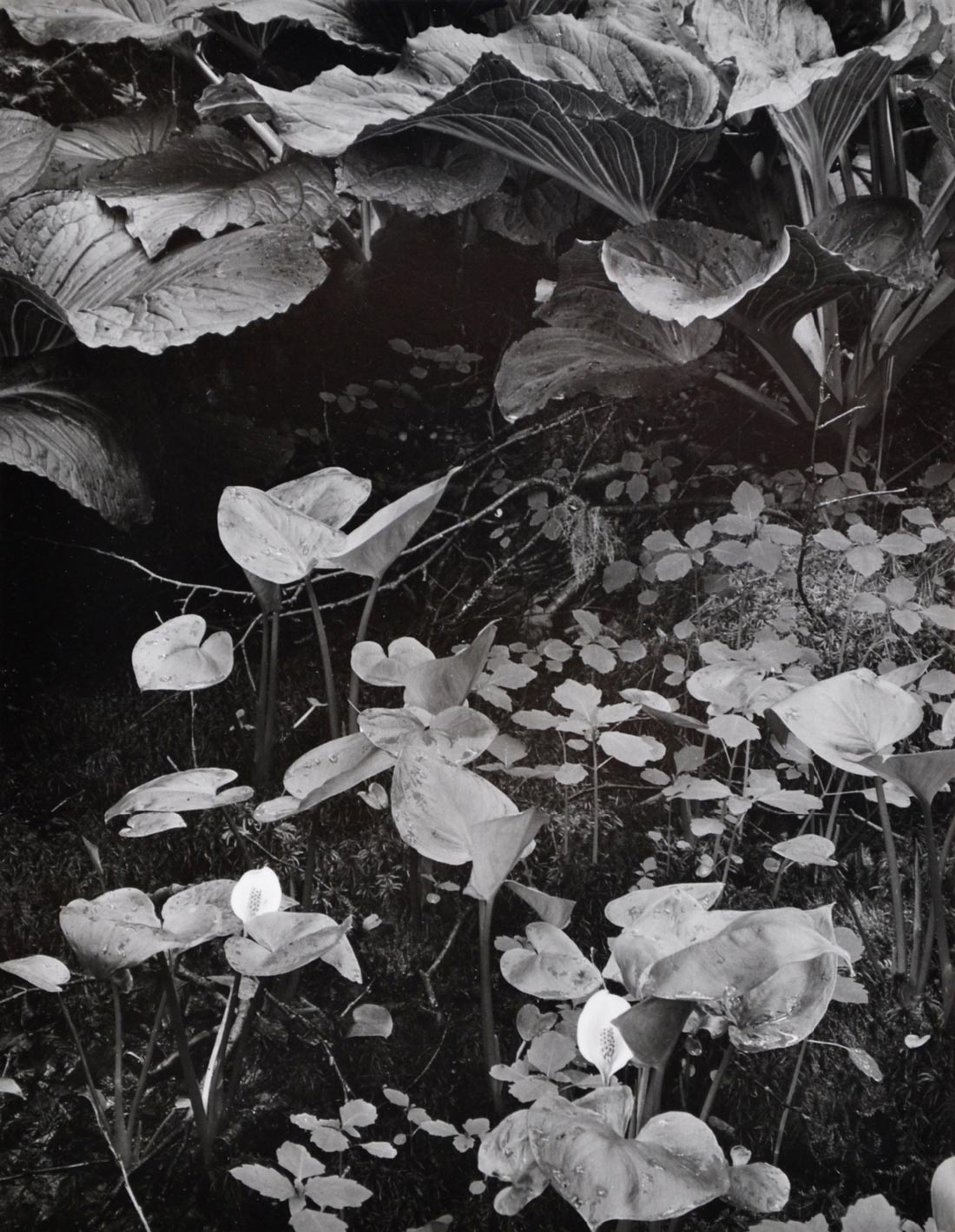 How Eliot Porter Captured Nature’s Most Intimate Landscapes · Urth Magazine