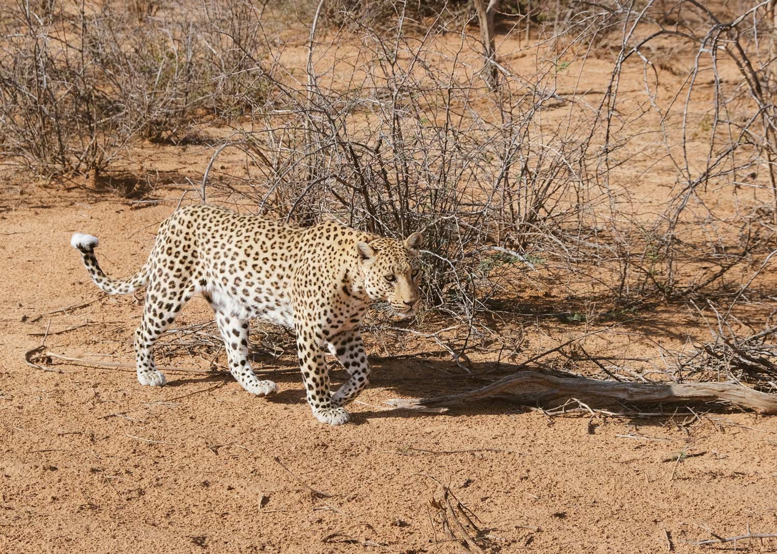 Namibia’s Complex Relationship with its Endangered Animals · Urth Magazine