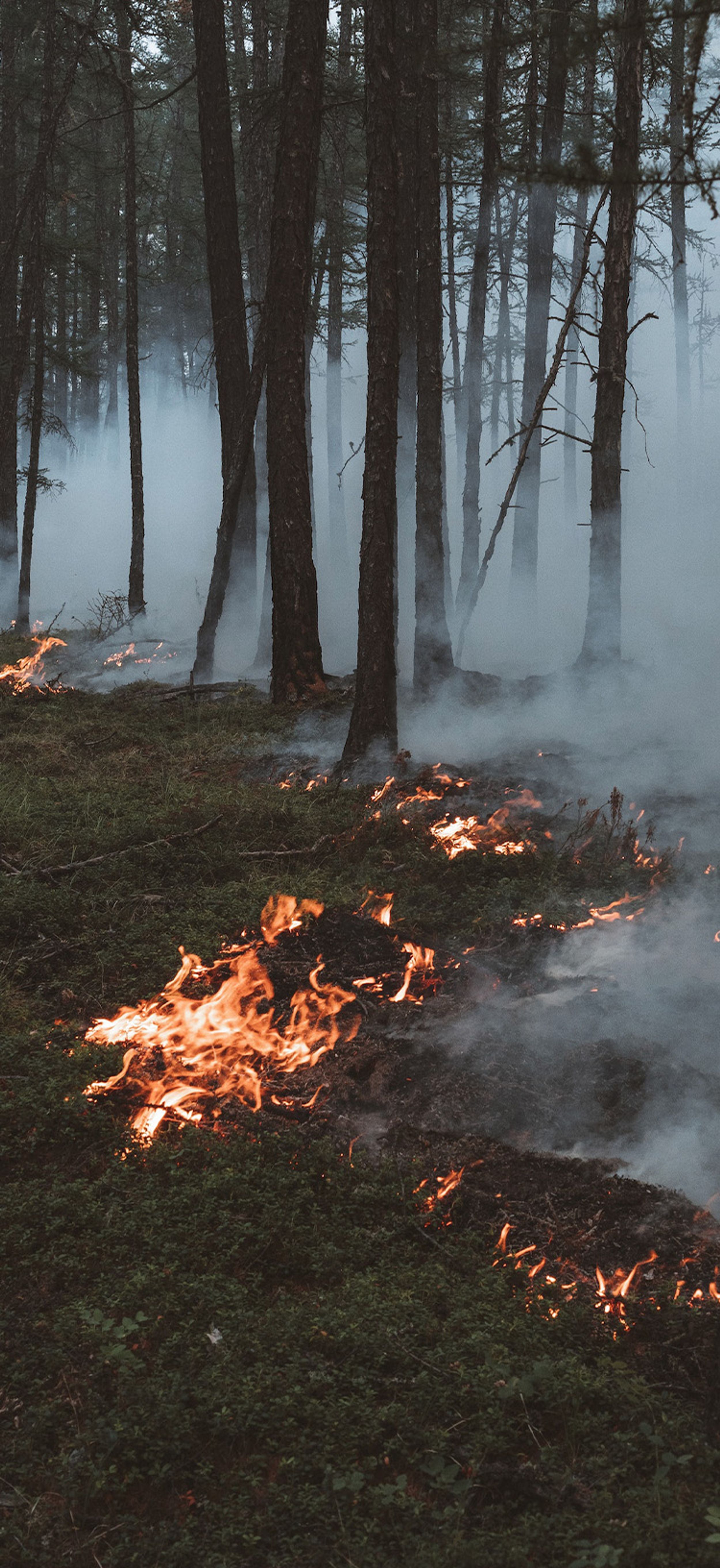 Burning Cold: The Power of Indigenous Fire Knowledge with Victor Steffensen · Urth Magazine
