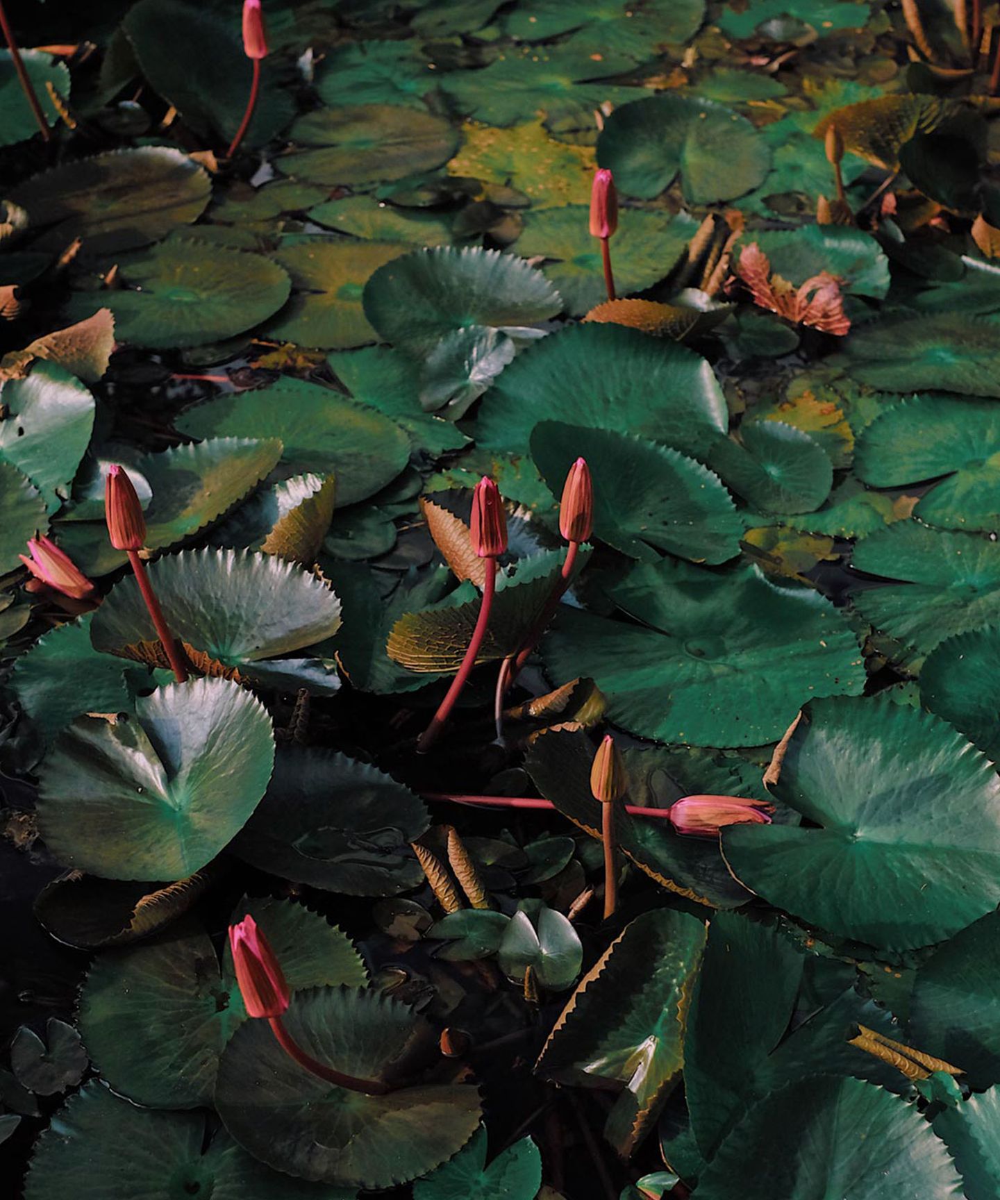 How Mandy Sham Shoots Vibrant Colours in Her Photos · Urth Magazine