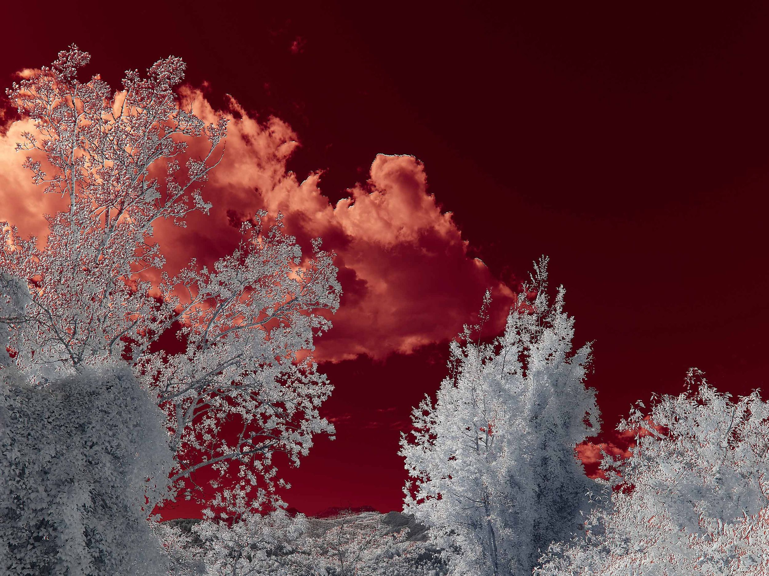 Infrared Filters: What Are They & How Do They Work · Urth Magazine