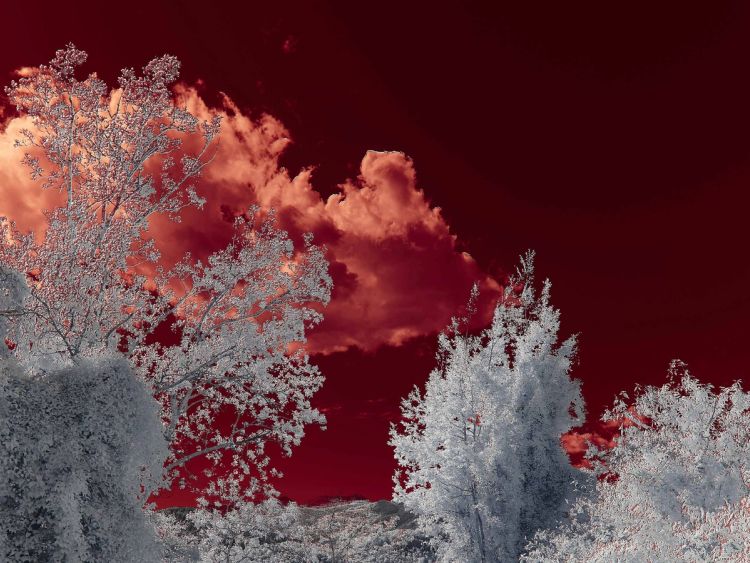 Infrared Filters: What Are They & How Do They Work · Urth Magazine