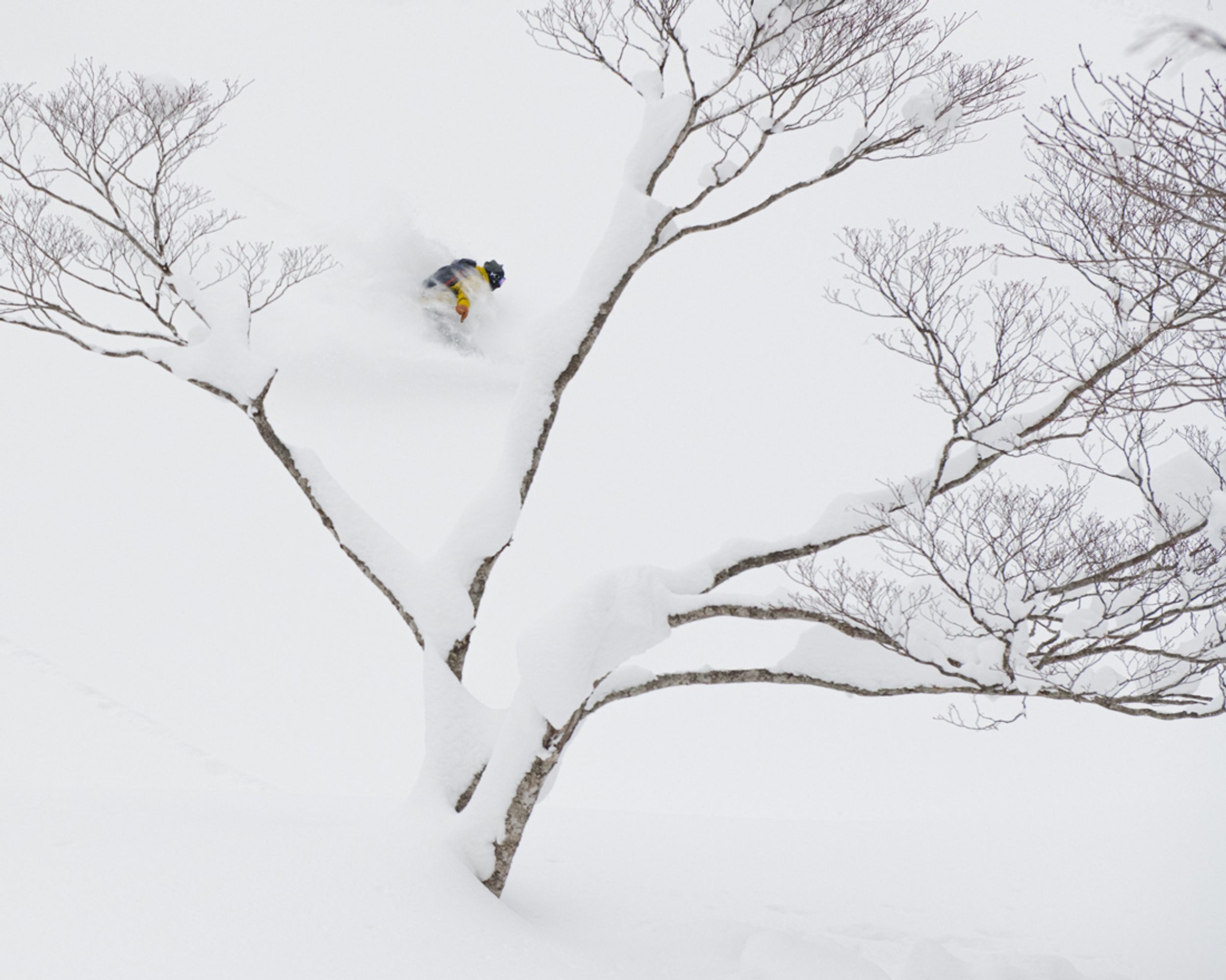 Talking to Trees with Jordan Manley · Urth Magazine