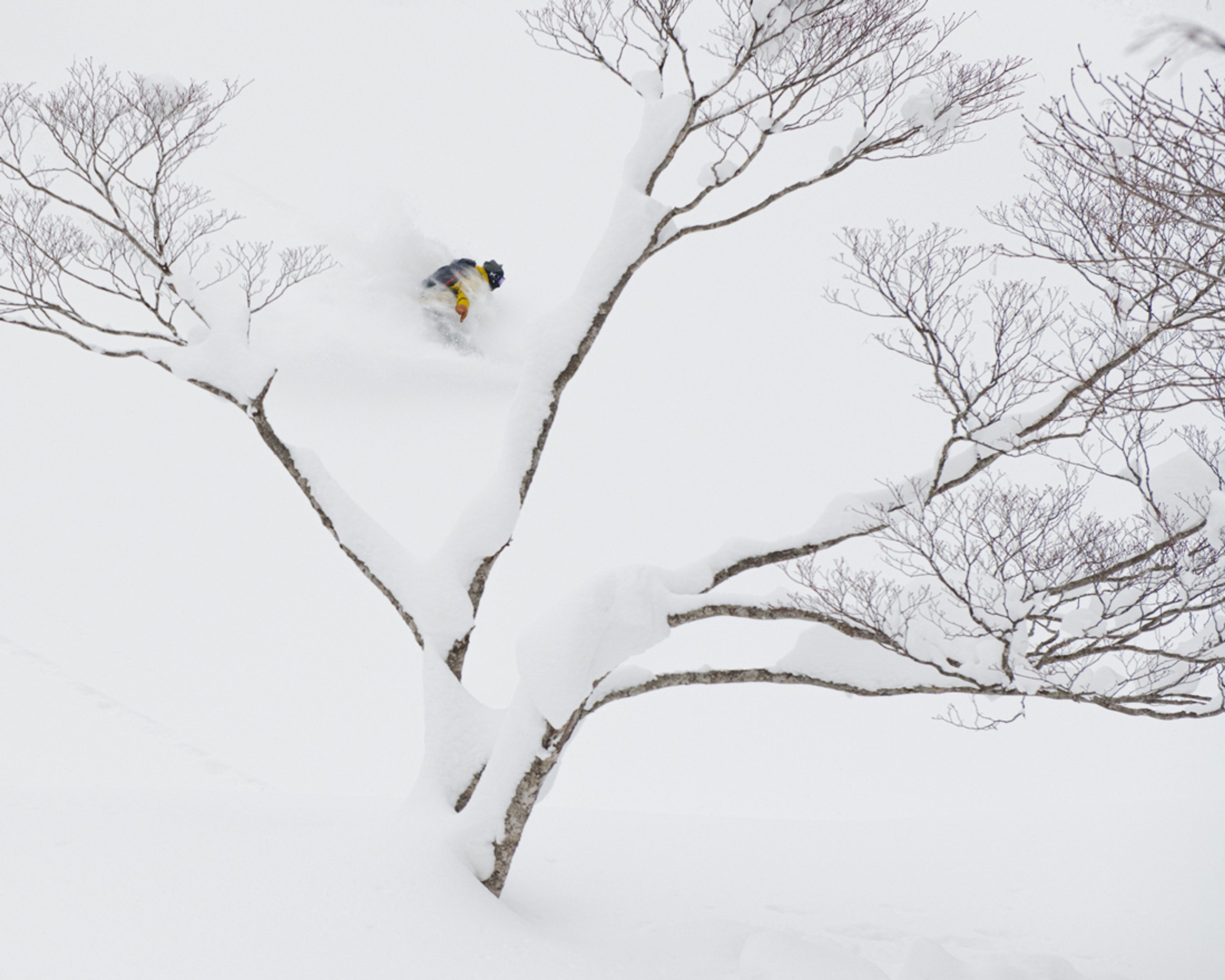 Talking to Trees with Jordan Manley · Urth Magazine