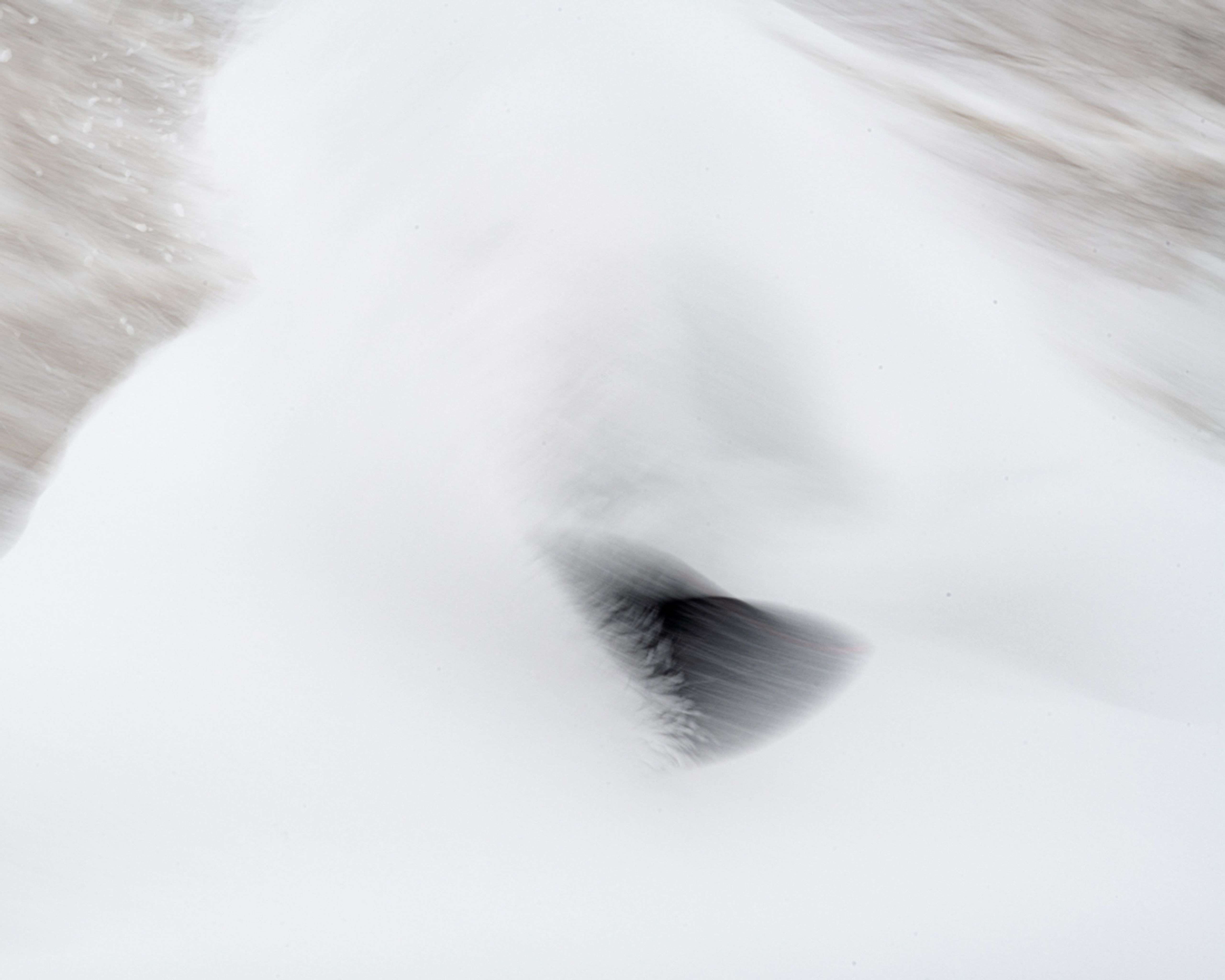 Talking to Trees with Jordan Manley · Urth Magazine