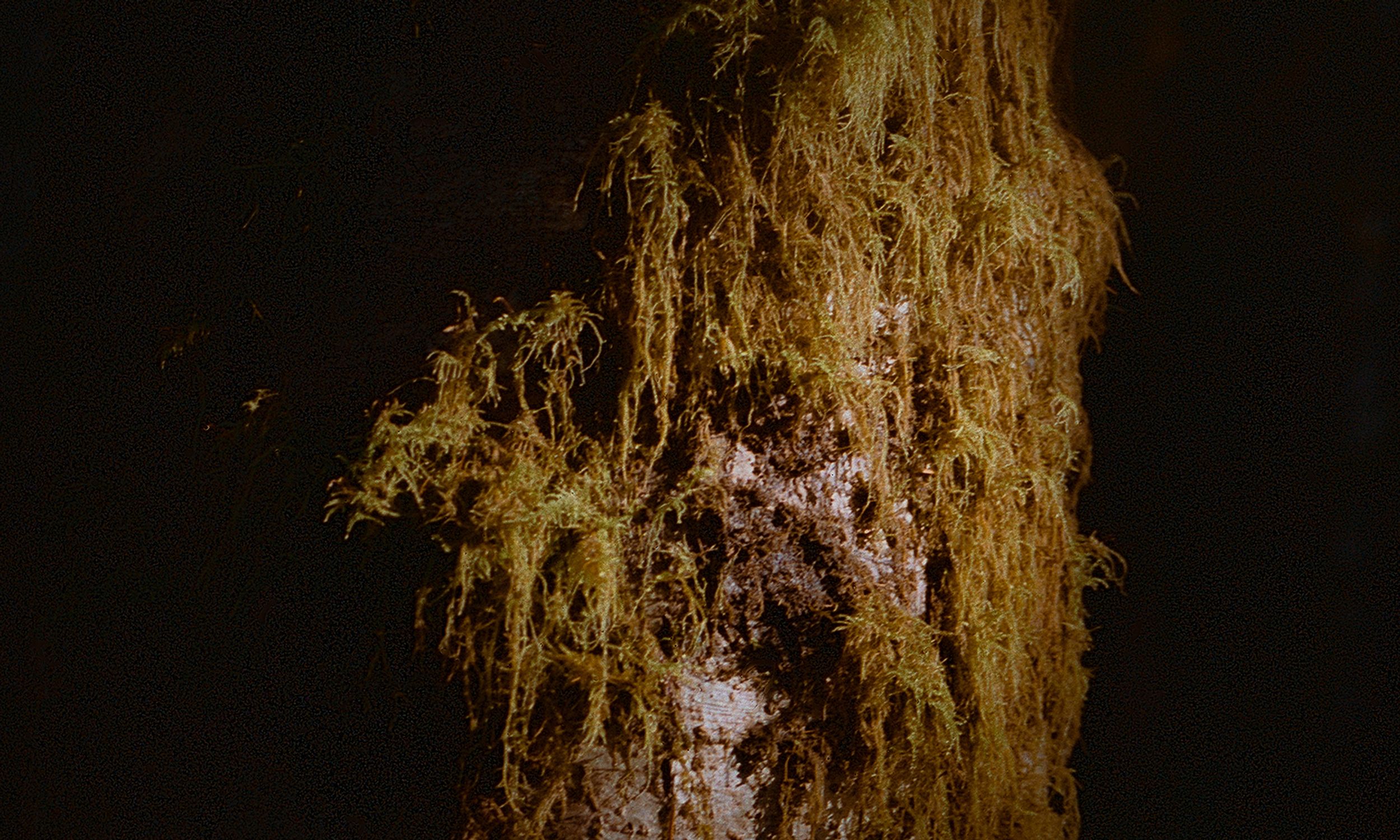 Capturing the Ephemeral Side of Nature with Chiara Zonca · Urth Magazine