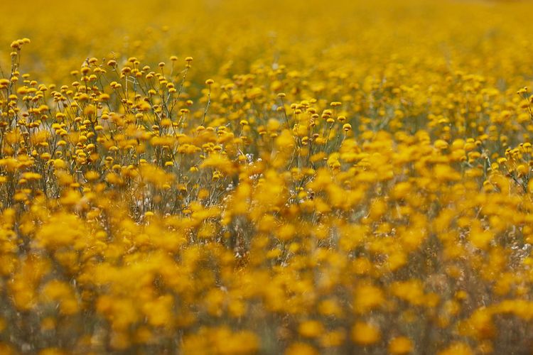 A Quick Guide to Depth of Field: Examples & Photos · Urth Magazine