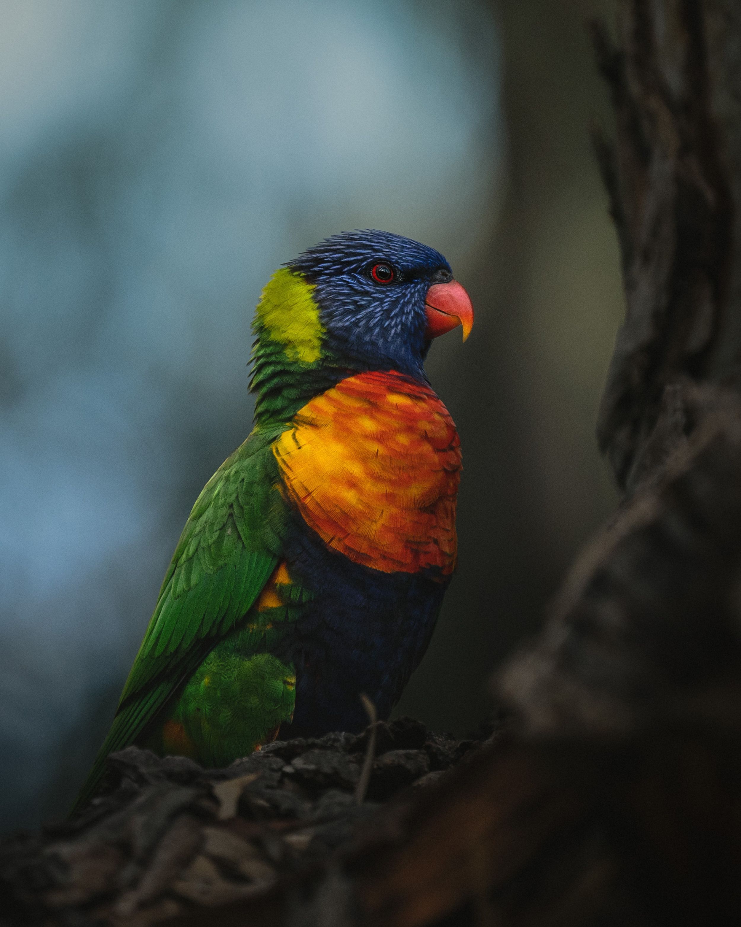 A Guide to Ethical Wildlife Photography · Urth Magazine