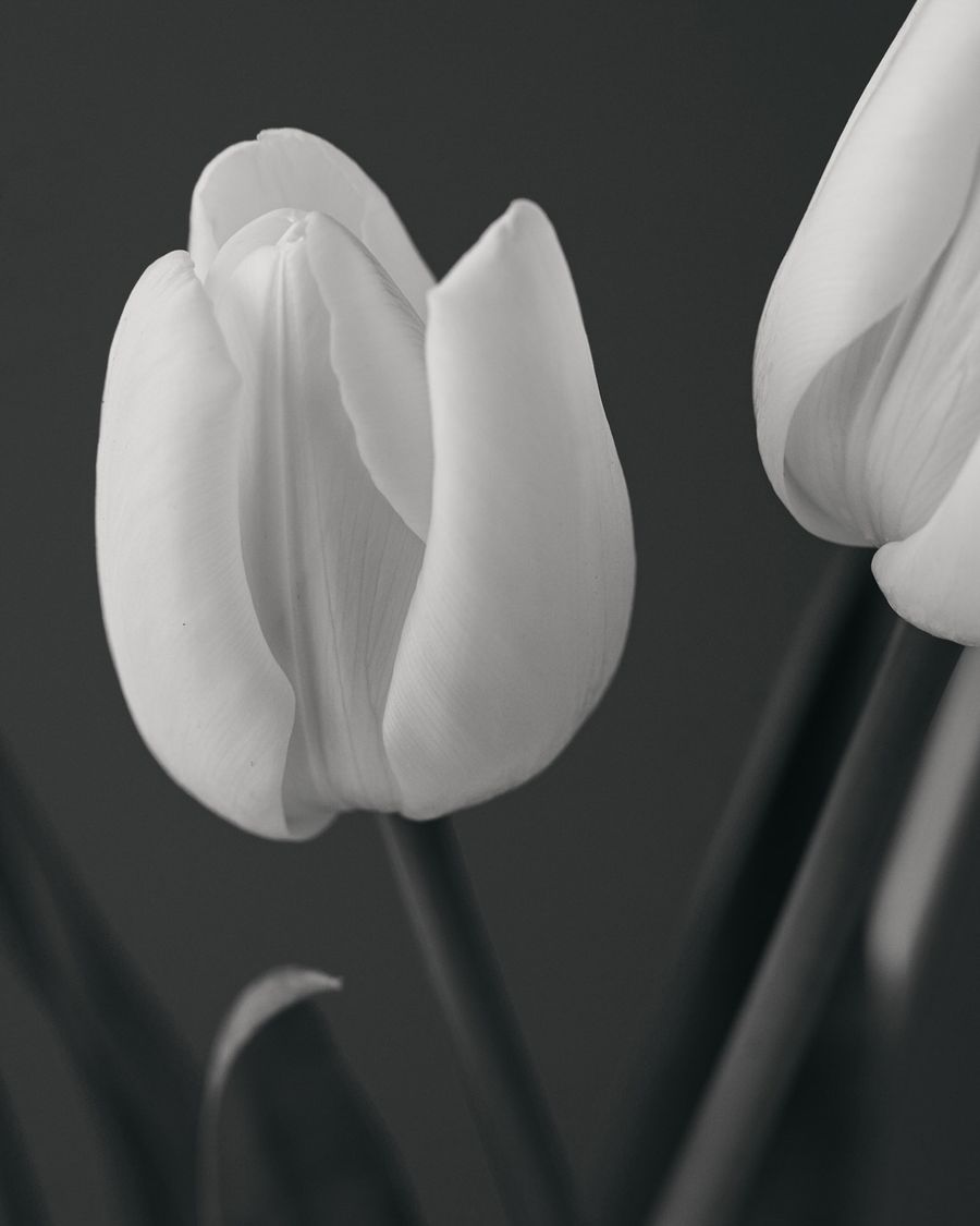 A Complete Guide to Using Lens Mount Adapters · Urth Magazine