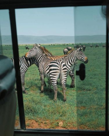 How Mandy Sham Shoots Riveting Wildlife Photography | Urth Magazine ...