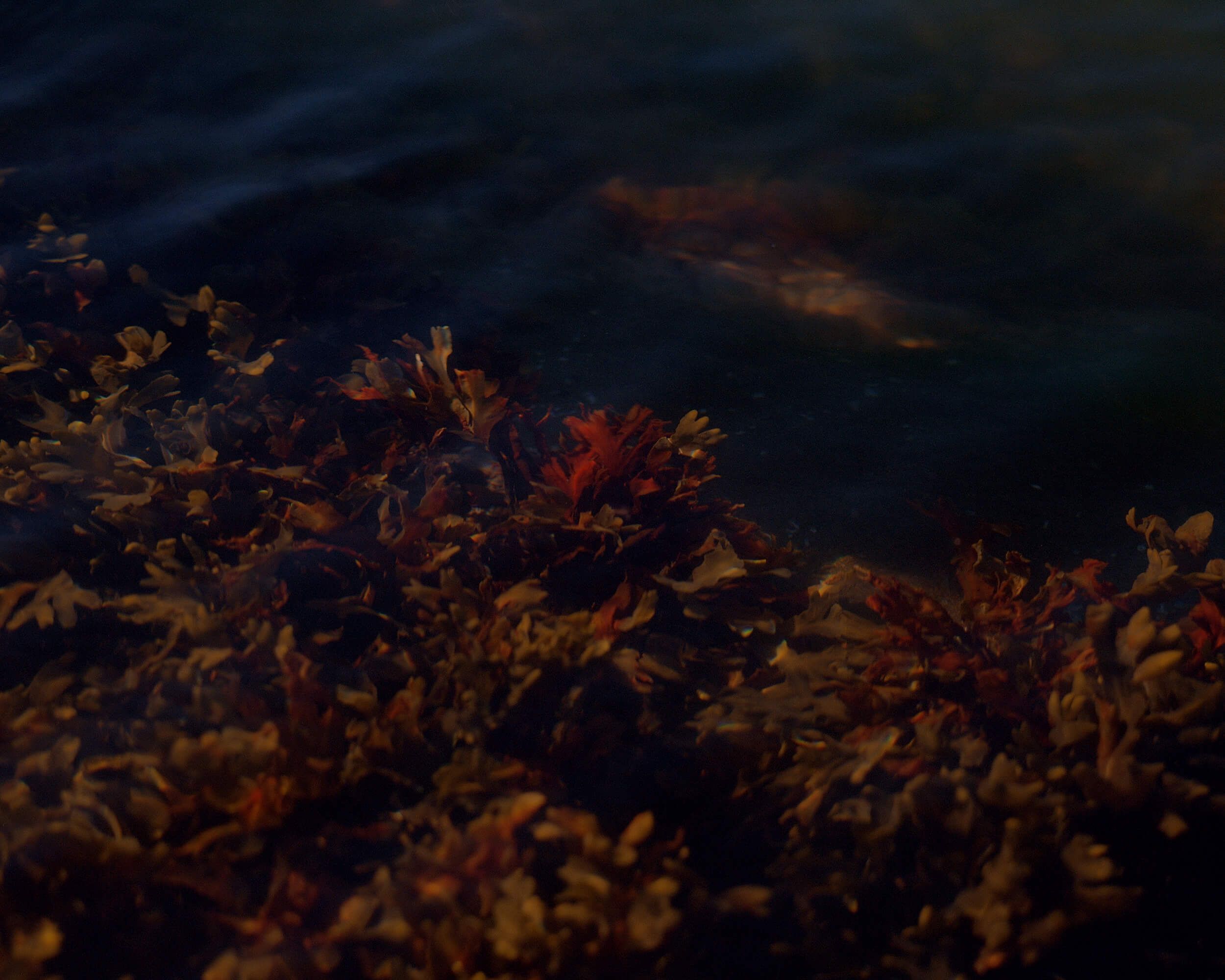 Chiara Zonca Captures An Ethereal Summer | Ethereal Filter · Urth Magazine