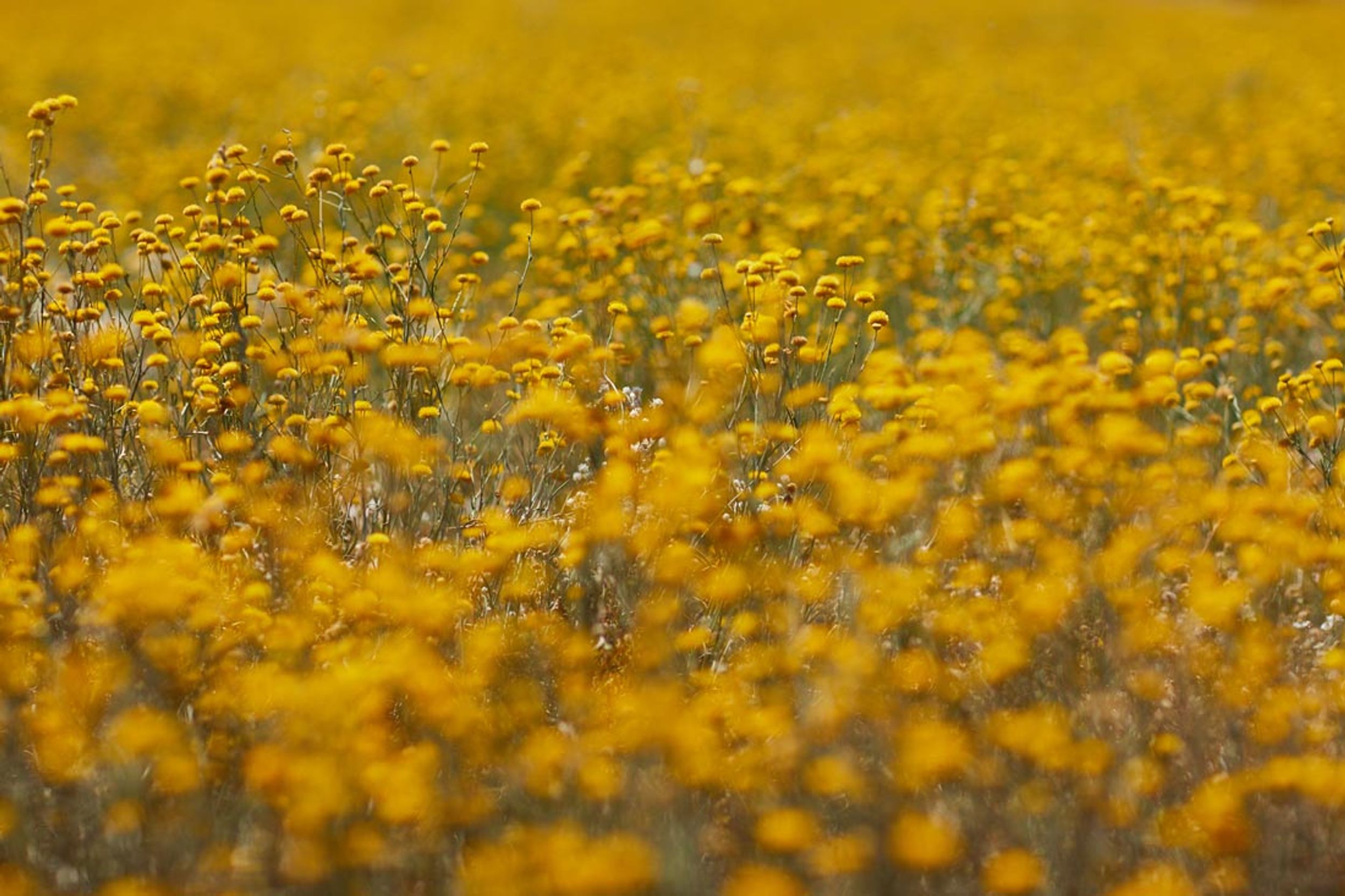 A Quick Guide to Aperture: Examples & Photos · Urth Magazine