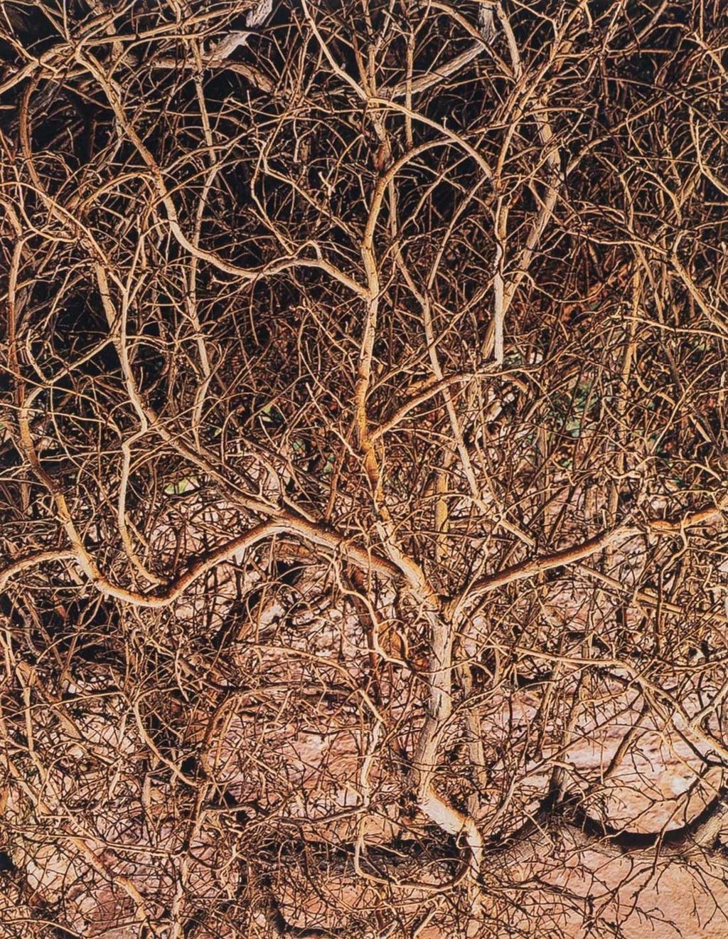 How Eliot Porter Captured Nature’s Most Intimate Landscapes · Urth Magazine