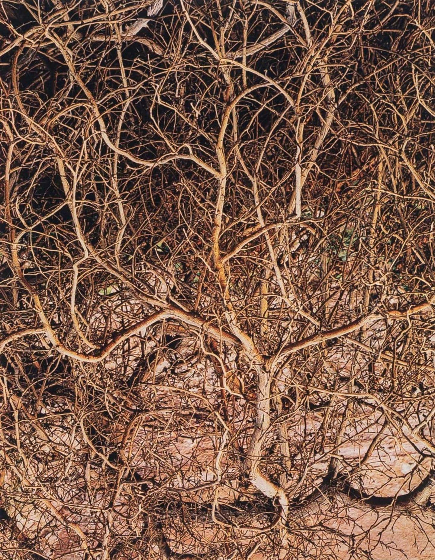 How Eliot Porter Captured Nature’s Most Intimate Landscapes · Urth Magazine