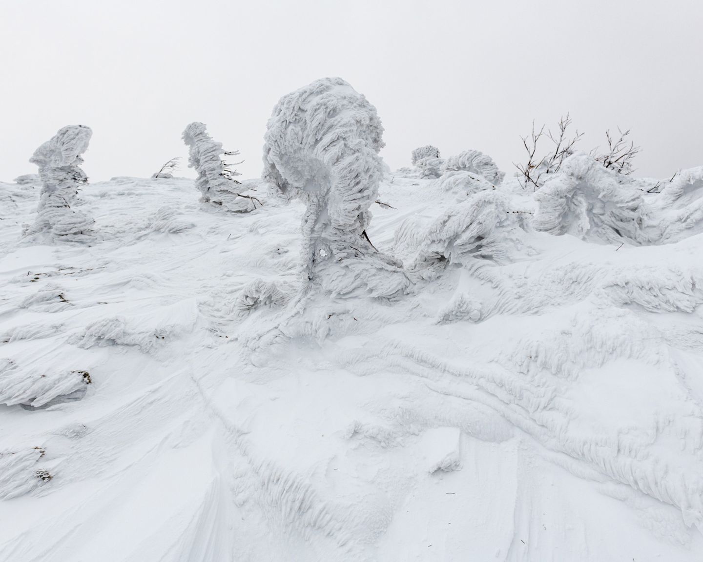 Talking to Trees with Jordan Manley · Urth Magazine