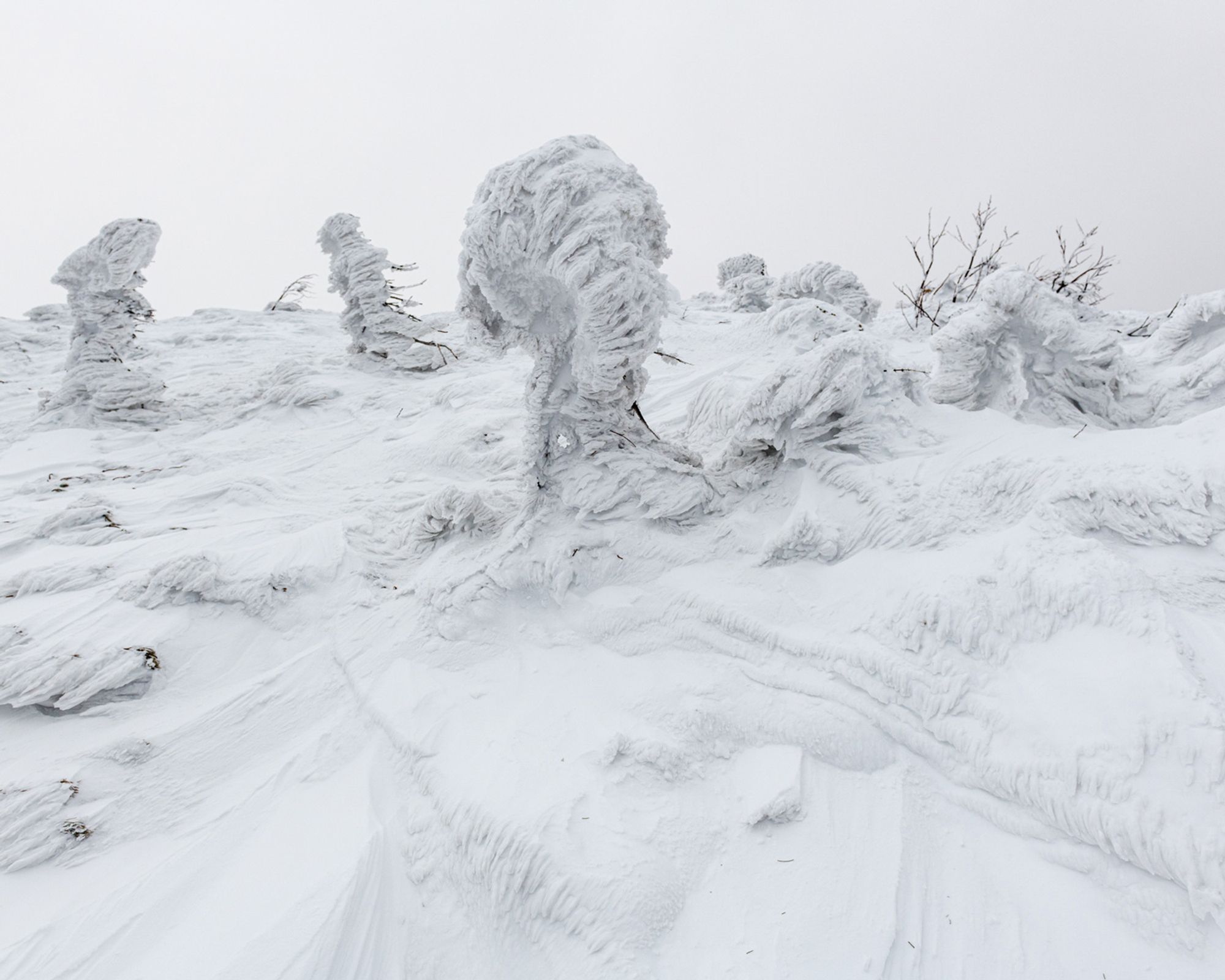 Talking to Trees with Jordan Manley · Urth Magazine