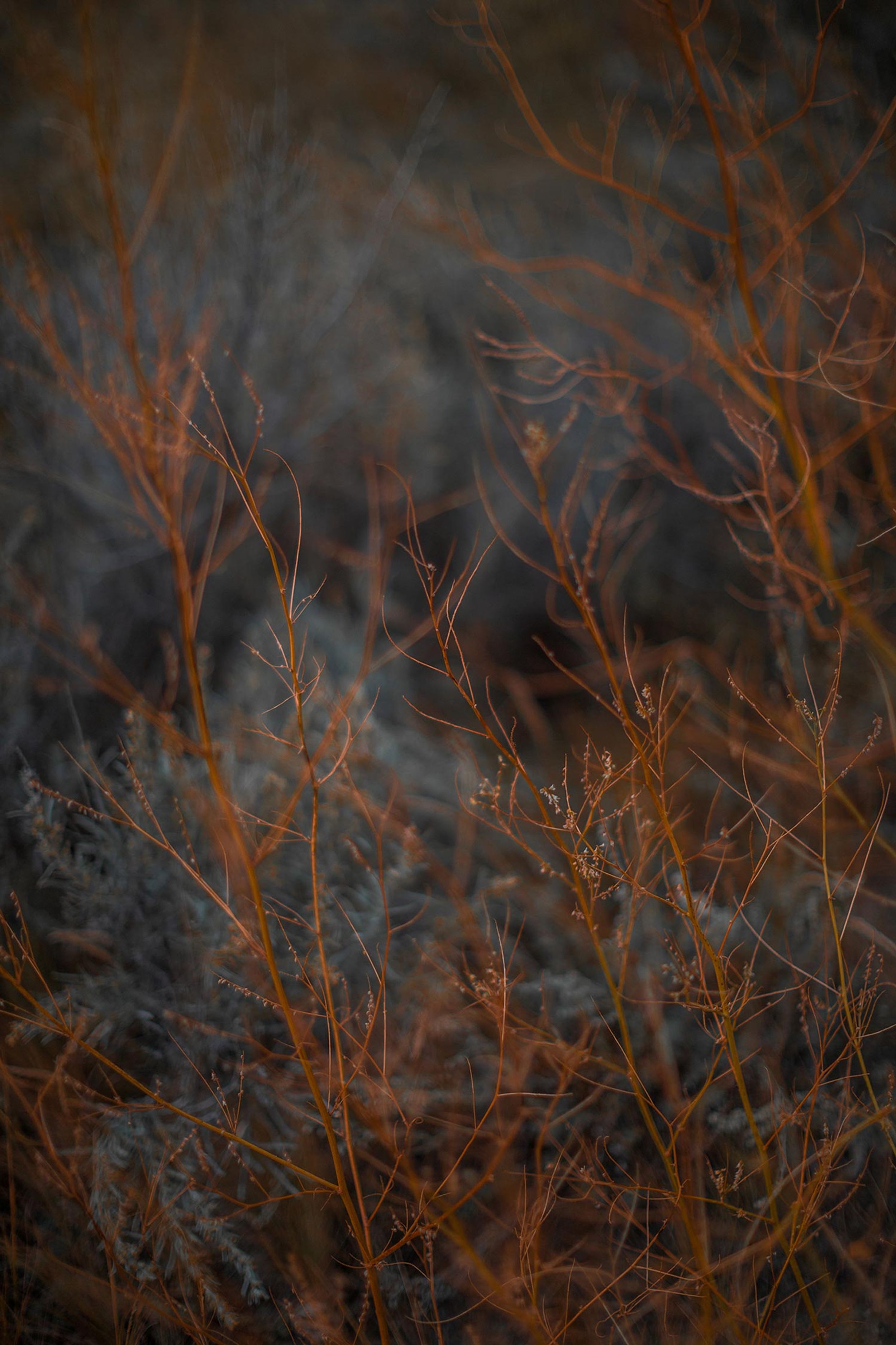 Shallow Depth of Field Photography - 4 Expert Tips · Urth Magazine