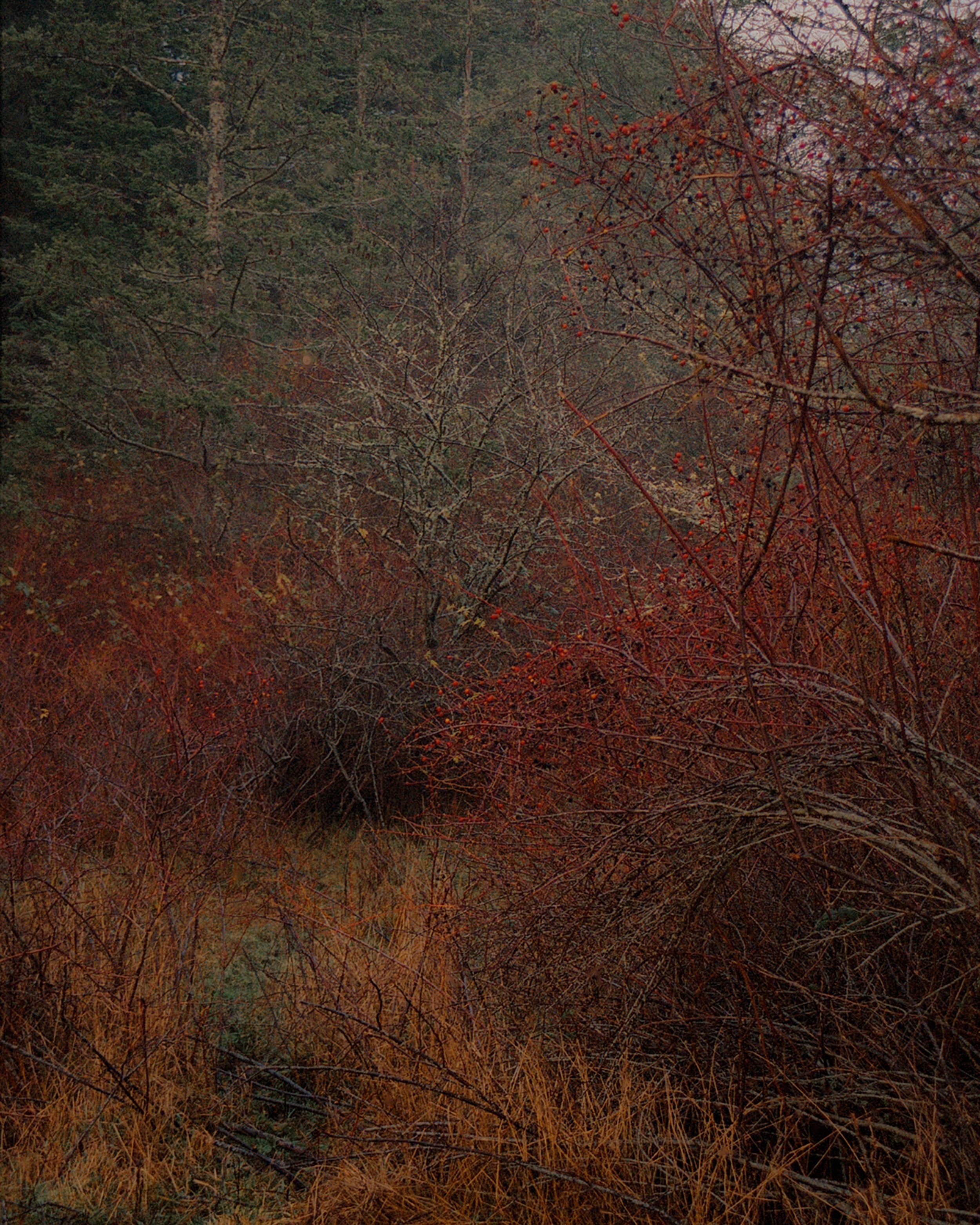 Capturing the Ephemeral Side of Nature with Chiara Zonca · Urth Magazine