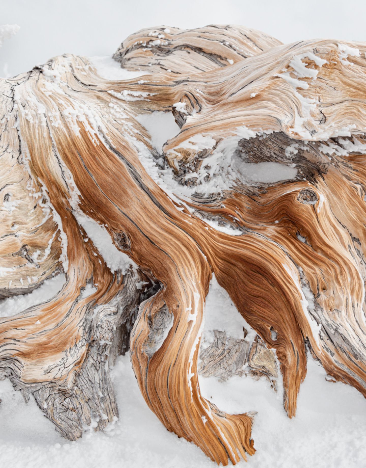 Talking to Trees with Jordan Manley · Urth Magazine