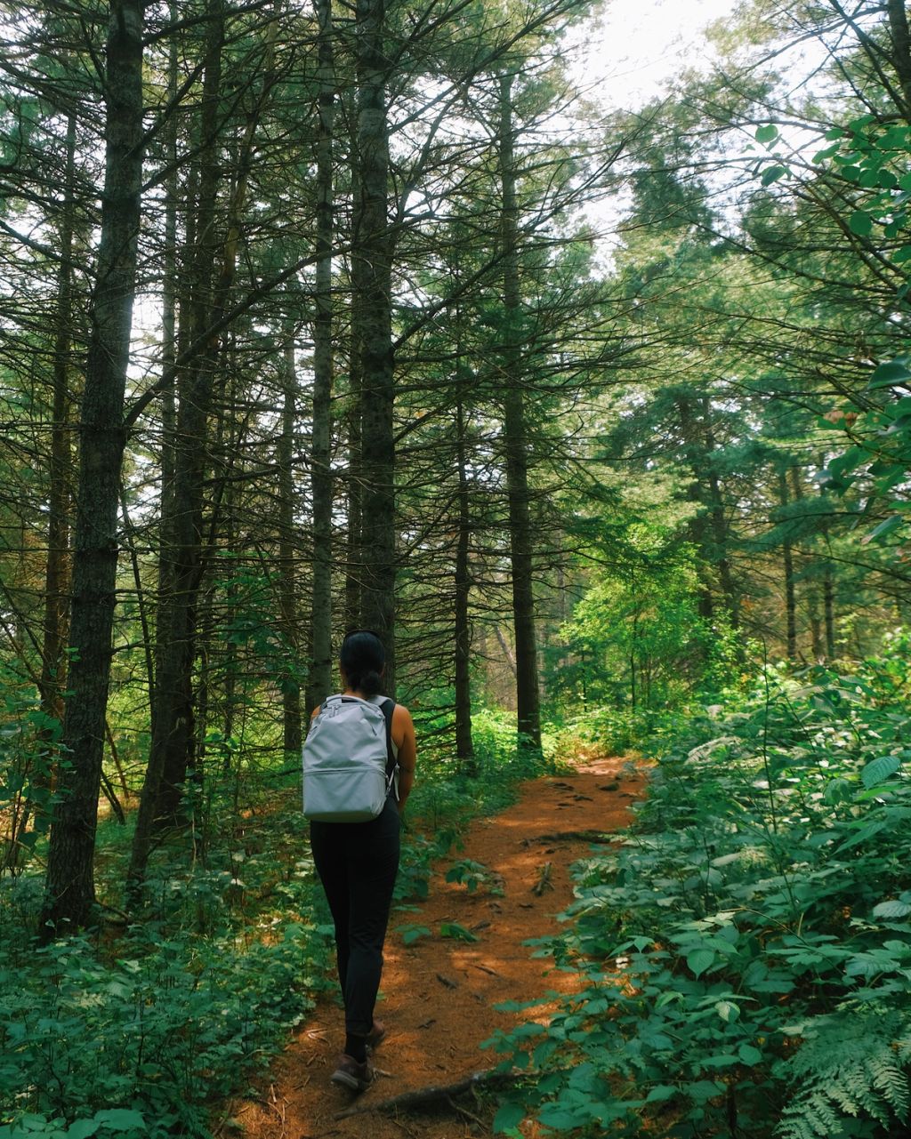 Photography and Forest Bathing: Capturing Nature's Essence · Urth Magazine