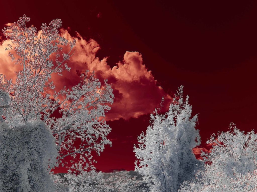 Infrared Filters: What Are They & How Do They Work · Urth Magazine