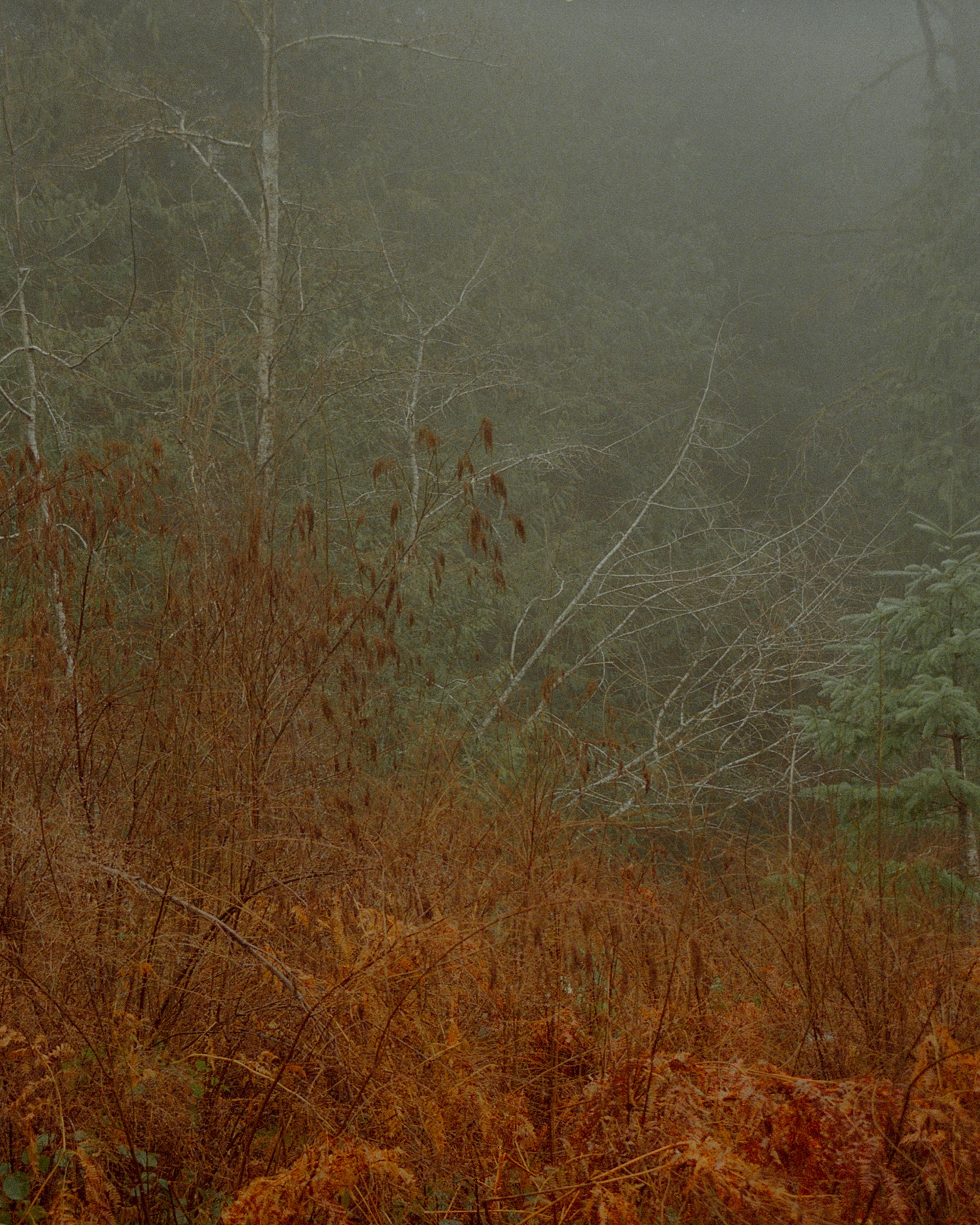 Capturing the Ephemeral Side of Nature with Chiara Zonca · Urth Magazine