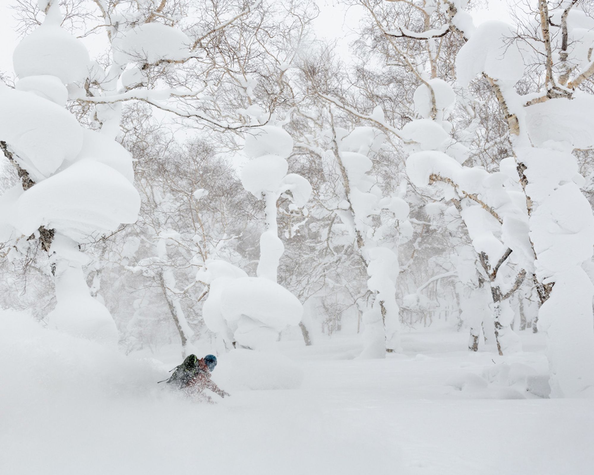 Talking to Trees with Jordan Manley · Urth Magazine