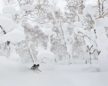 Talking to Trees with Jordan Manley · Urth Magazine
