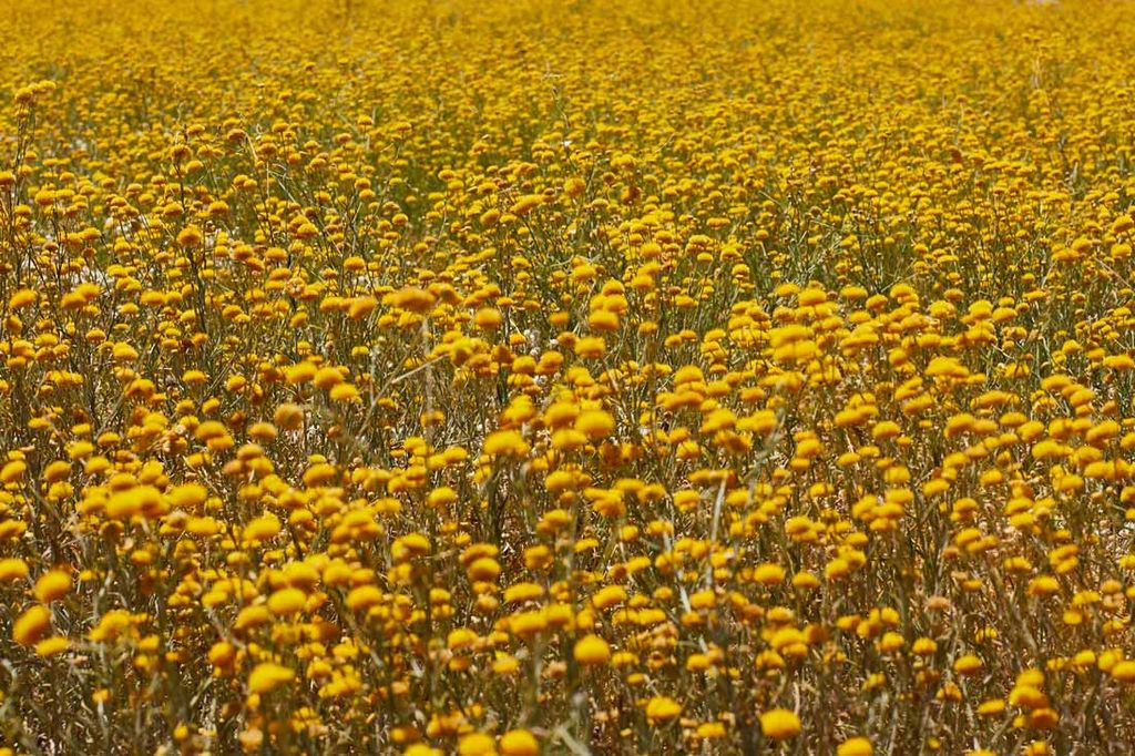 A Quick Guide to Aperture: Examples & Photos · Urth Magazine