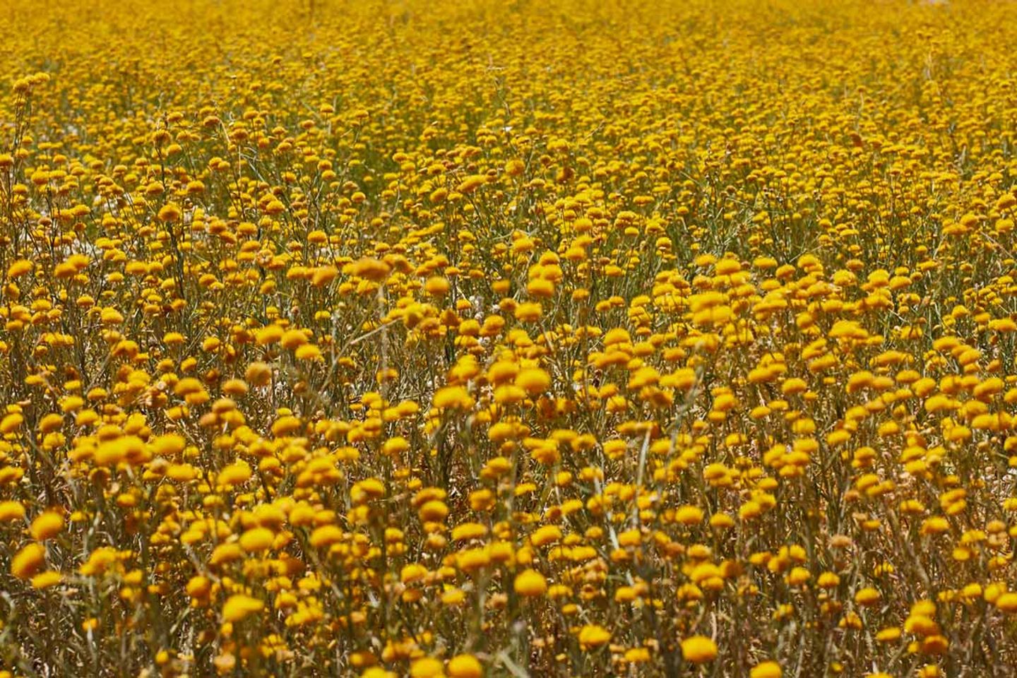 A Quick Guide to Aperture: Examples & Photos · Urth Magazine