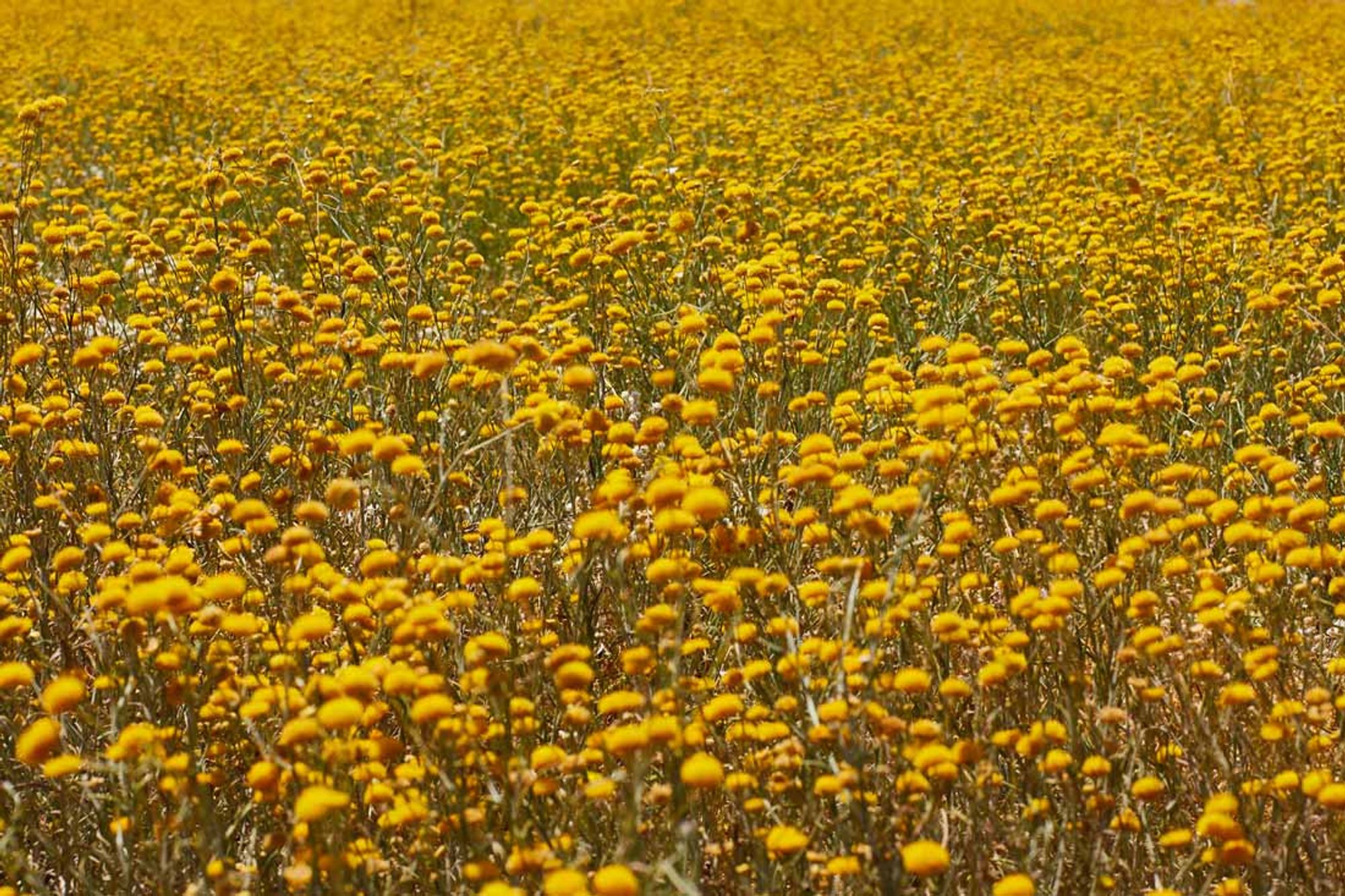 A Quick Guide to Aperture: Examples & Photos · Urth Magazine