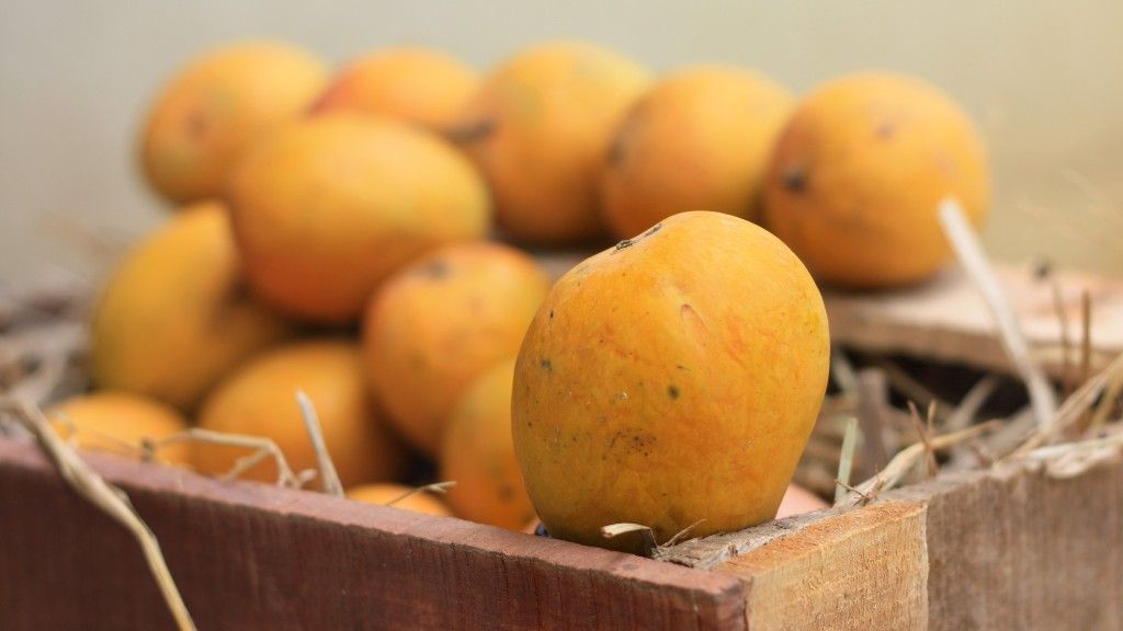 The Story of Alphonso Mangoes