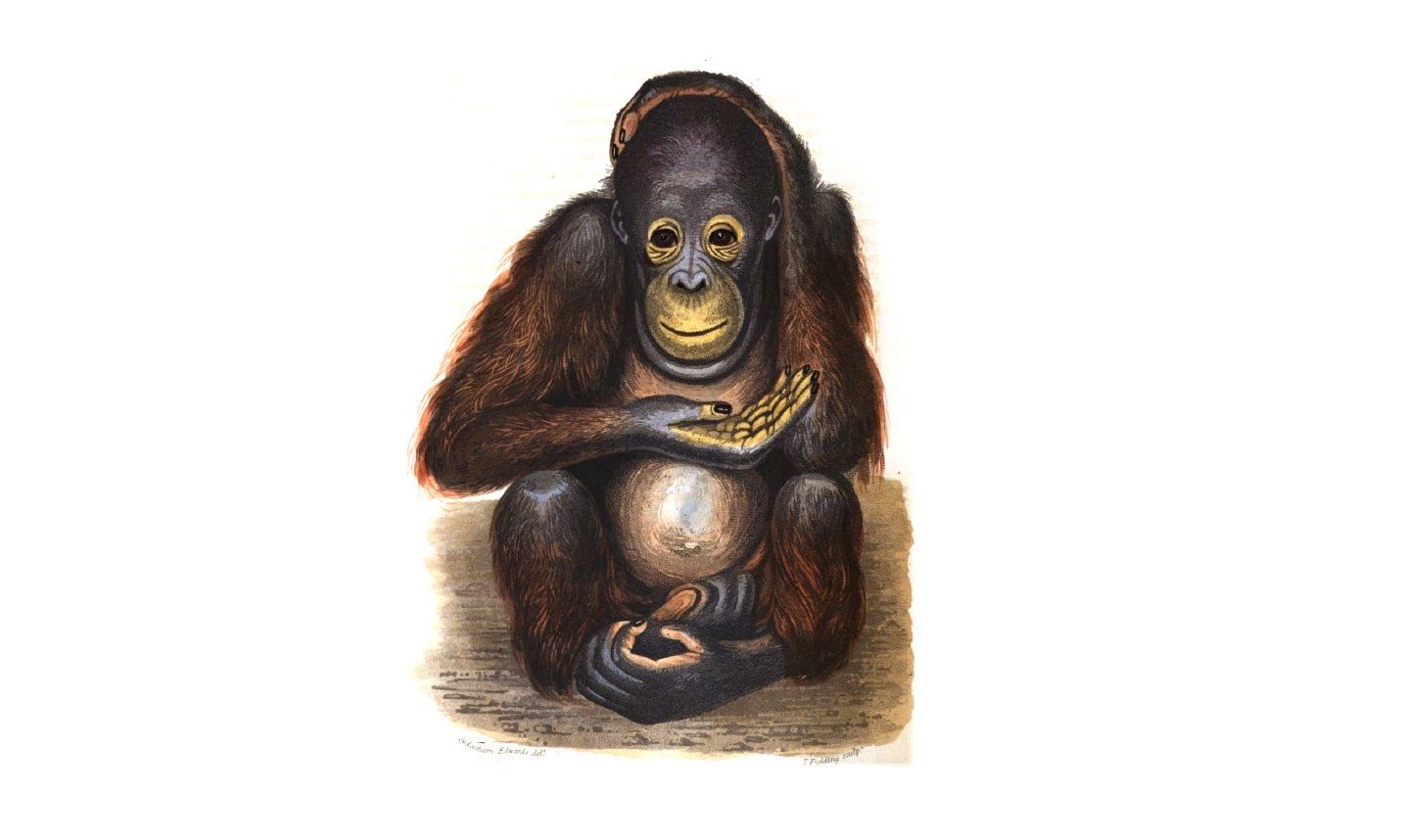 The Life and Times of Lady and Sir Oran