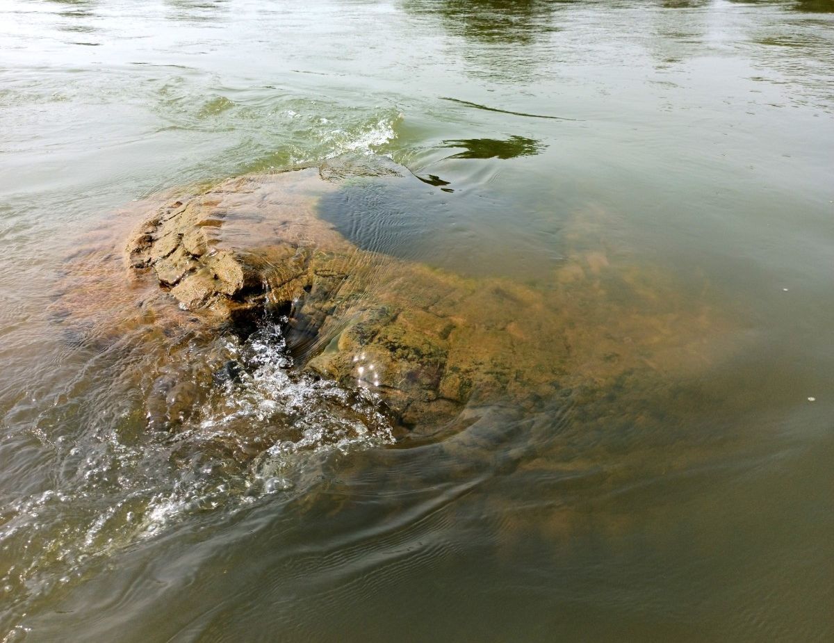 ‘Krishna’ Rises From Odisha River