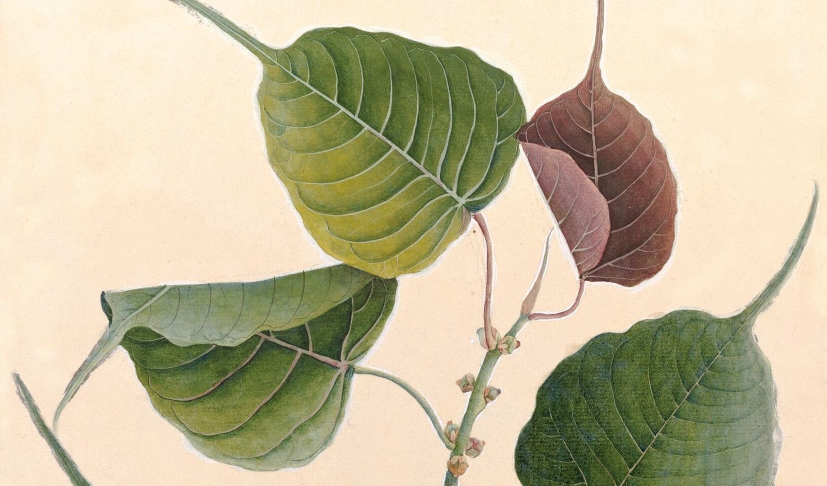 Claude Martin and the Lucknow Artists