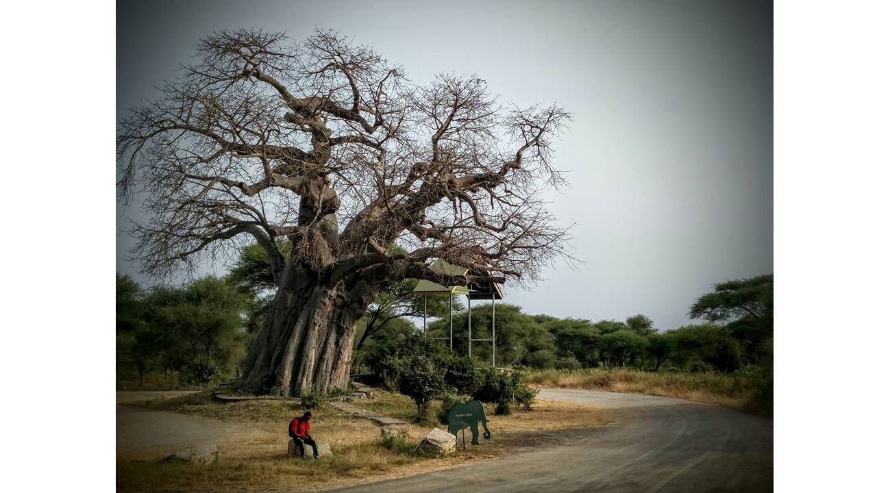 Baobab Tree: A Friend of Archaeologists