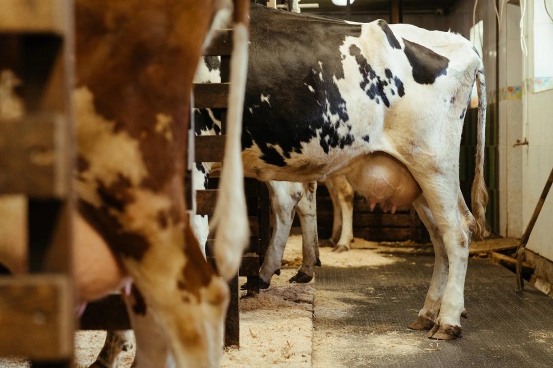 Dairy Diaries | Sustainable Table