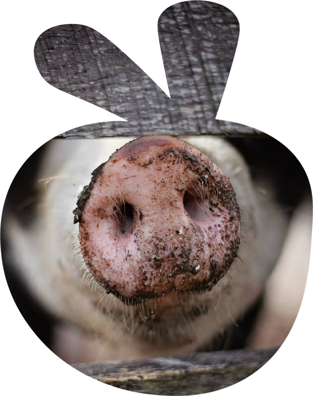 Ethical Meat Processing Guide | Sustainable Table