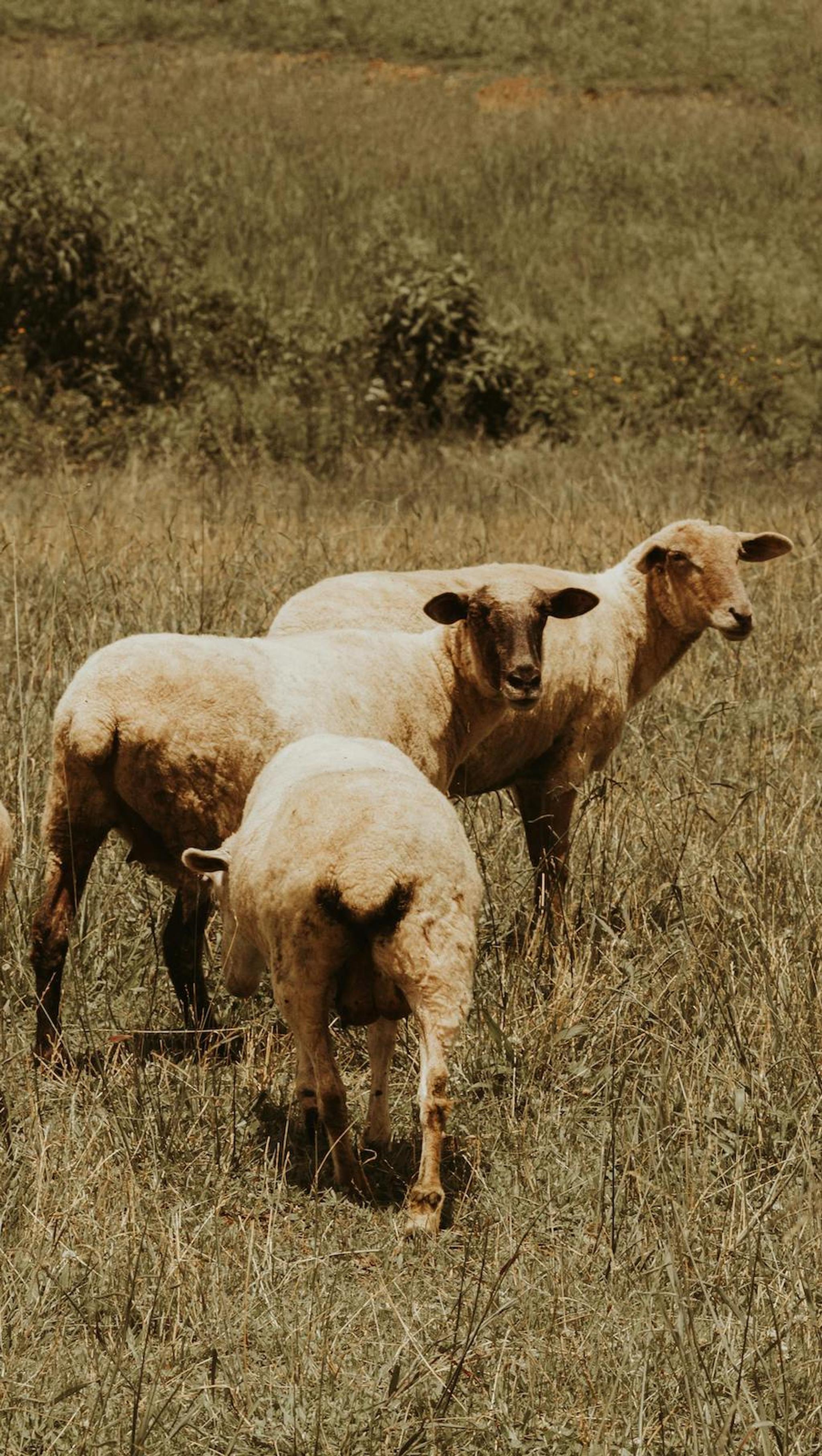 Ethical Meat Processing Guide | Sustainable Table