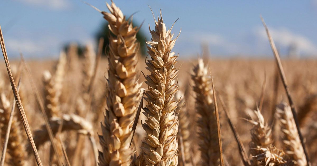 Good Grain Guide | Sustainable Table