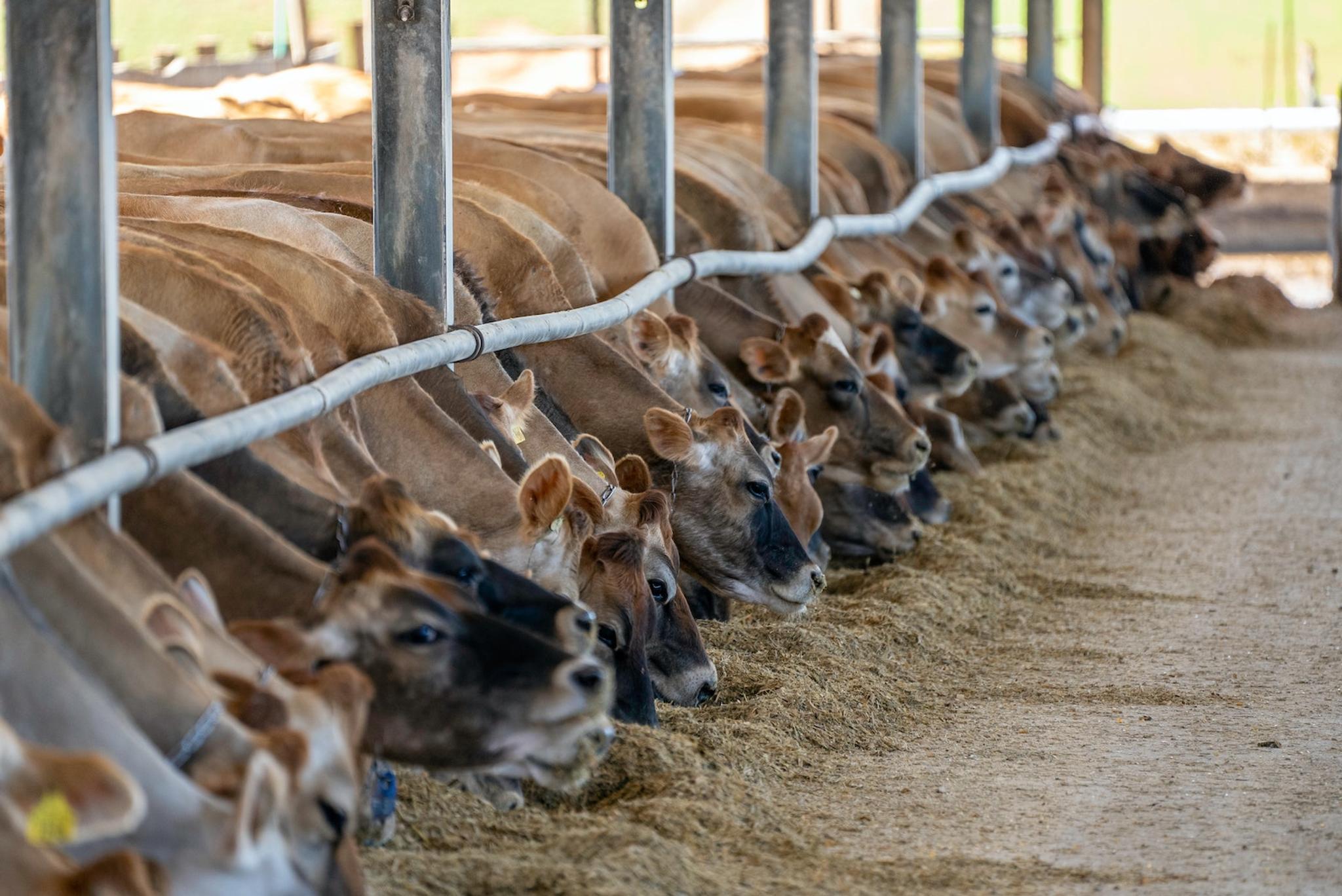 Dairy Diaries | Sustainable Table