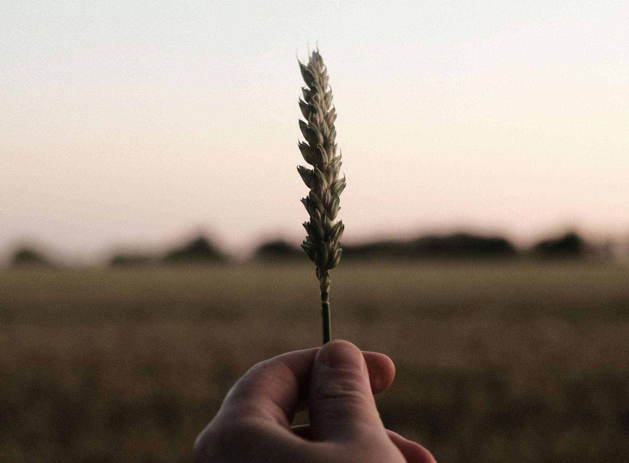 Good Grain Guide | Sustainable Table