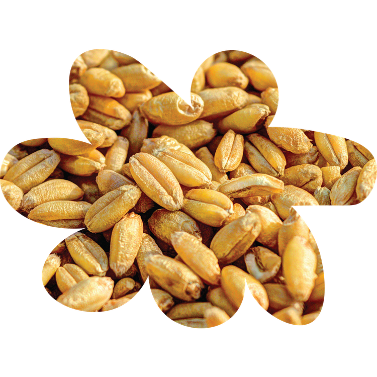 Good Grain Guide | Sustainable Table