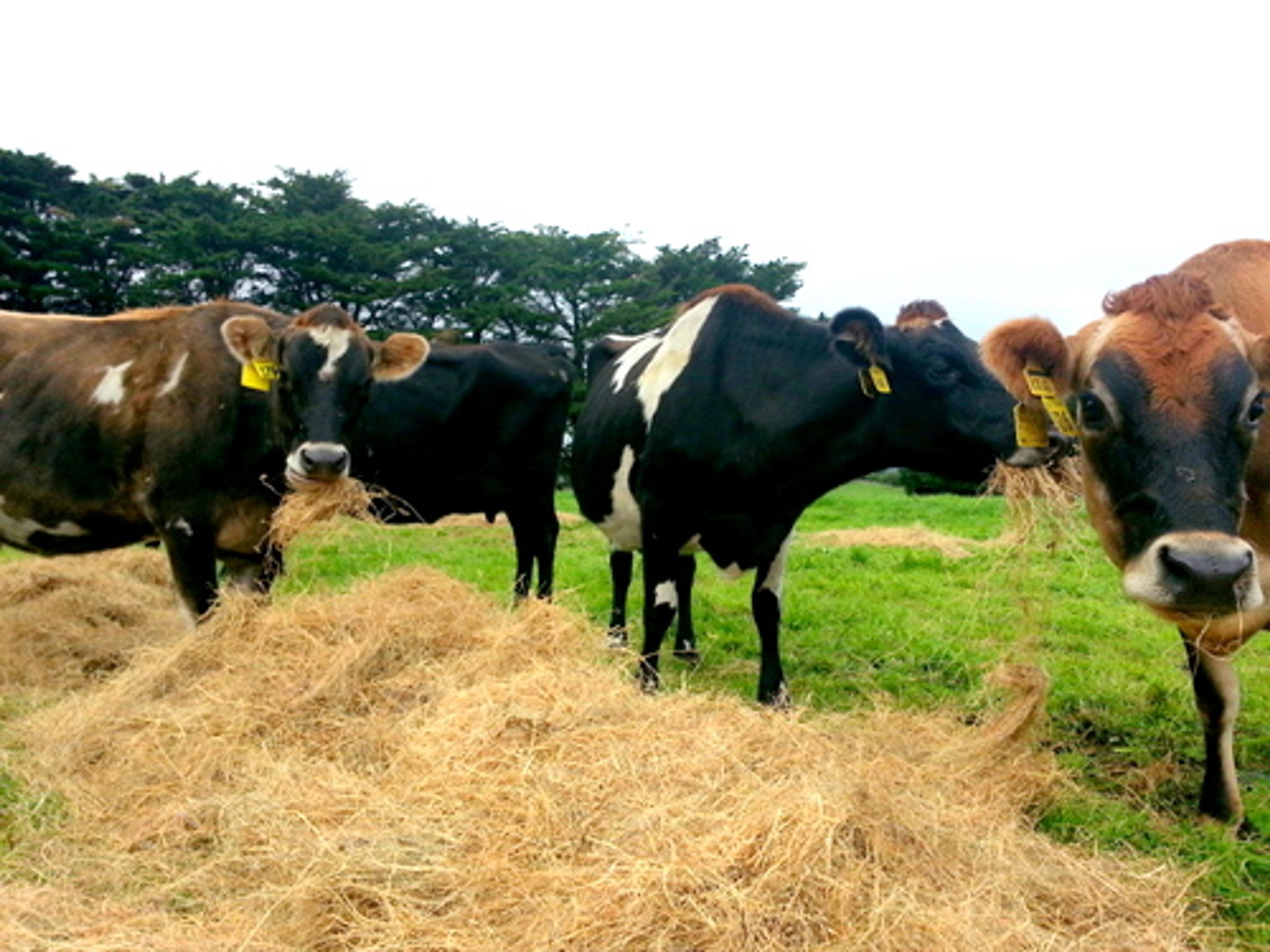 Dairy Diaries | Sustainable Table